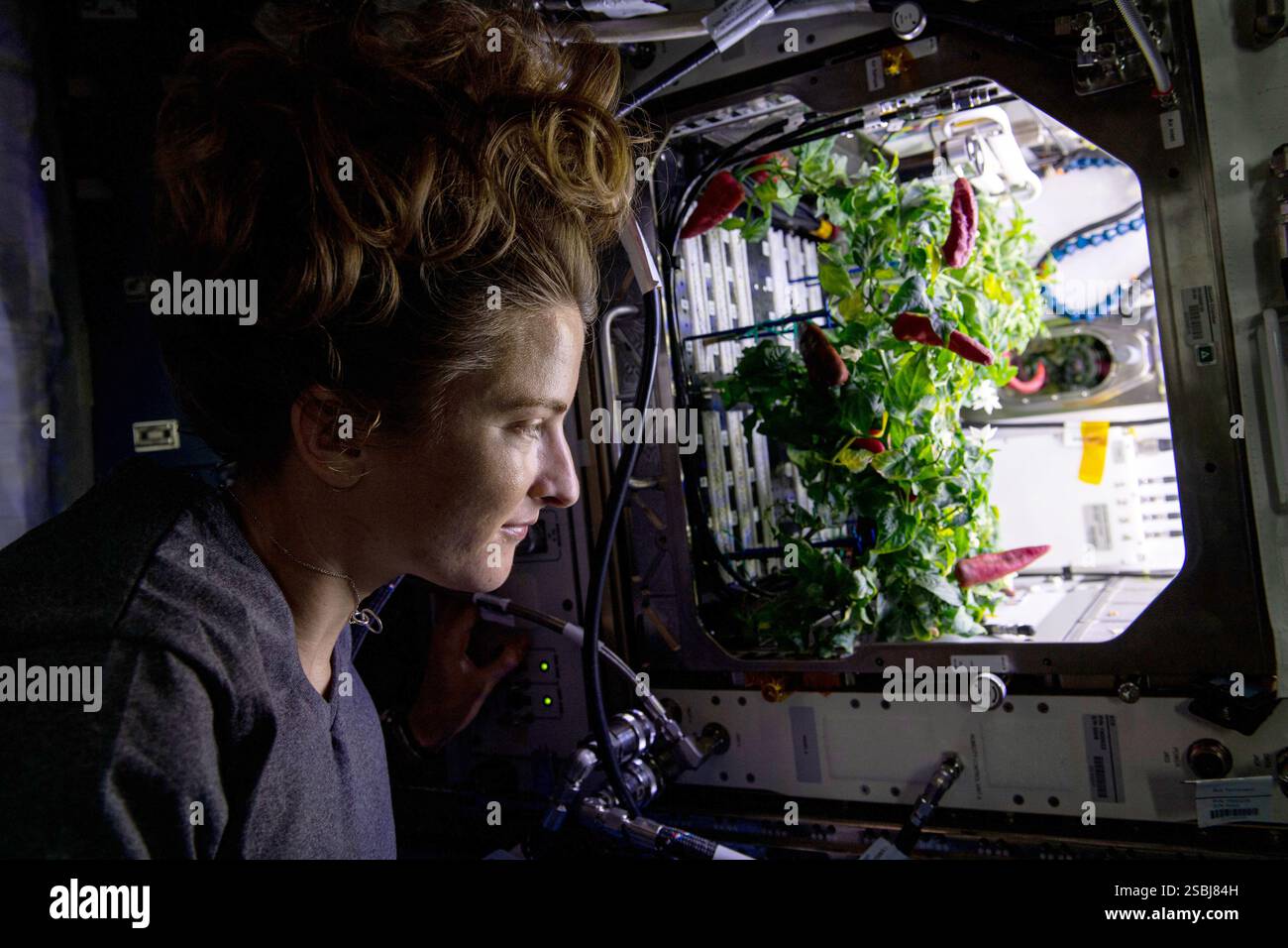 NASA astronaut Kayla Barron inspects chile peppers growing in the ...