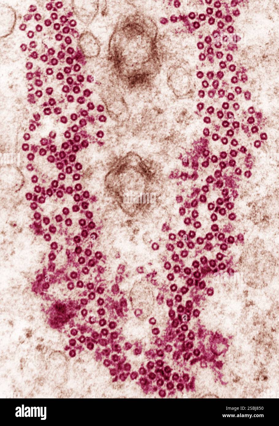 Microtubules hi-res stock photography and images - Alamy