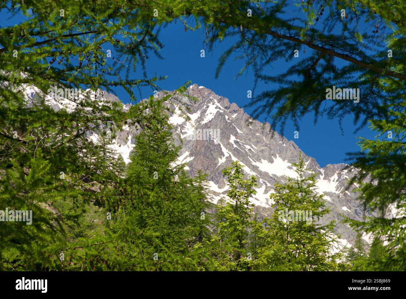 Mont Pelvoux / surounding mountains seen through trees on the road from ...