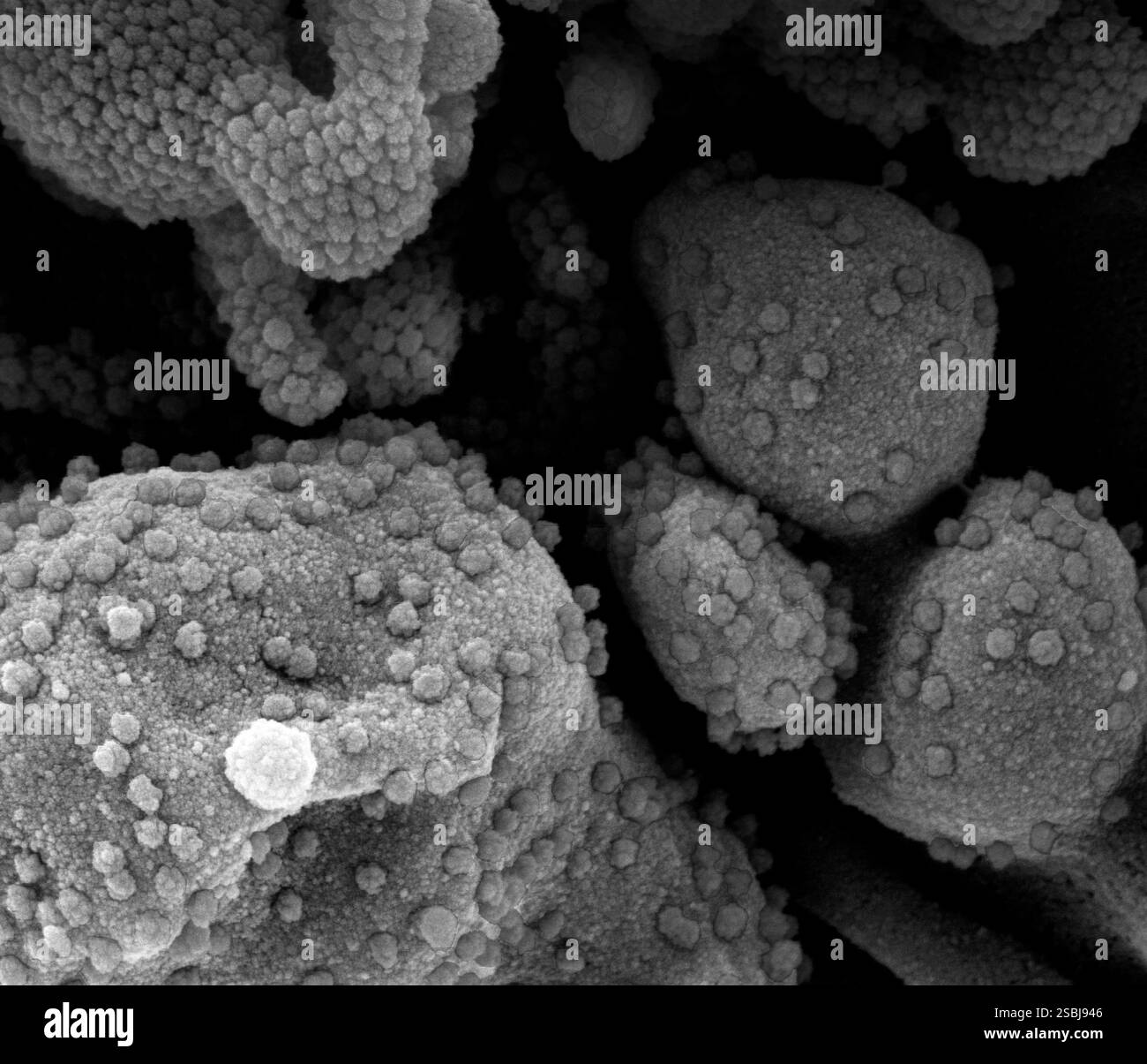 Scanning electron micrograph of an apoptotic cell heavily infected with ...