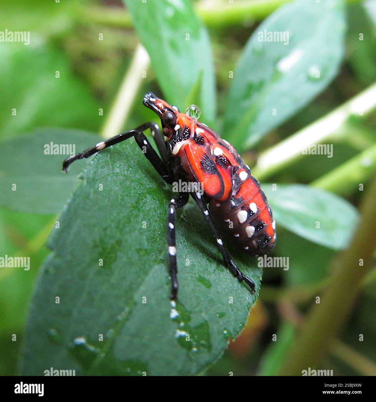 Late-stage nymph of Spotted Lanternfly (Lycorma delicatula) in ...