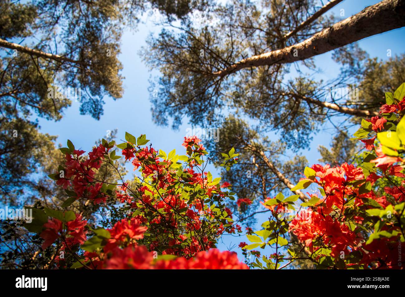 Jeli arboretum hi-res stock photography and images - Alamy