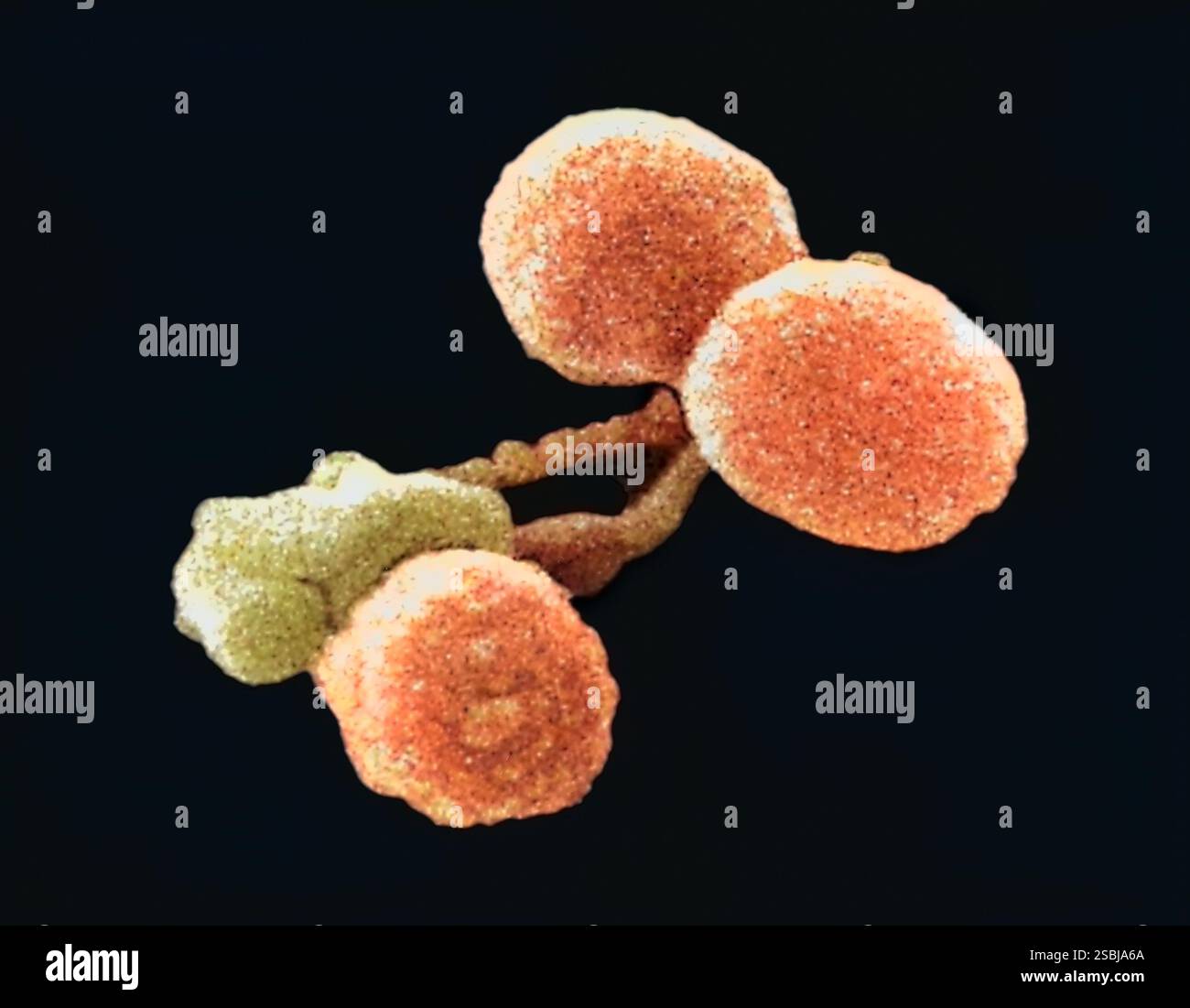 Scanning electron microscope image of Strepotococcus pneumoniae ...