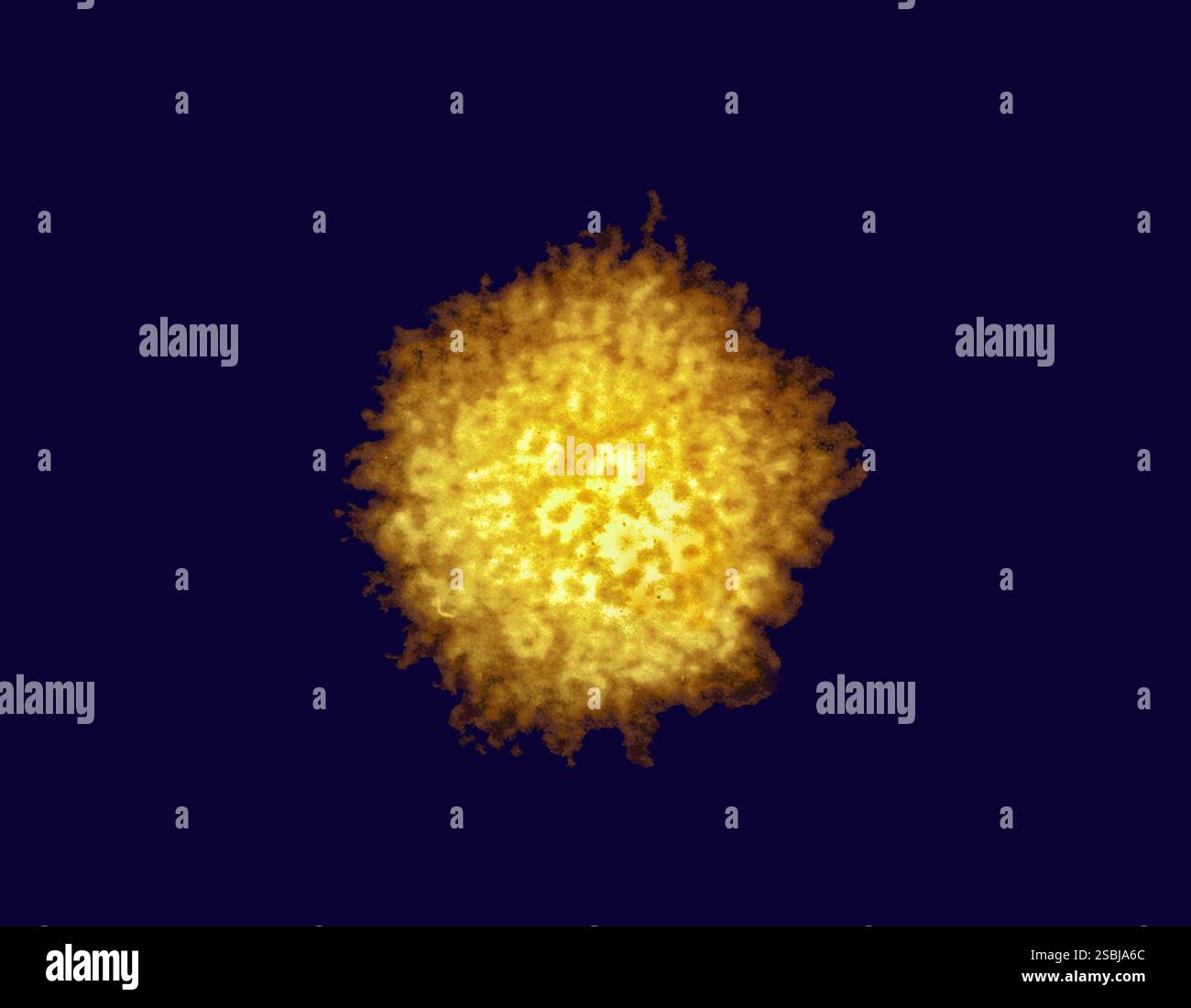 Colorized transmission electron micrograph of the herpes simplex virus ...