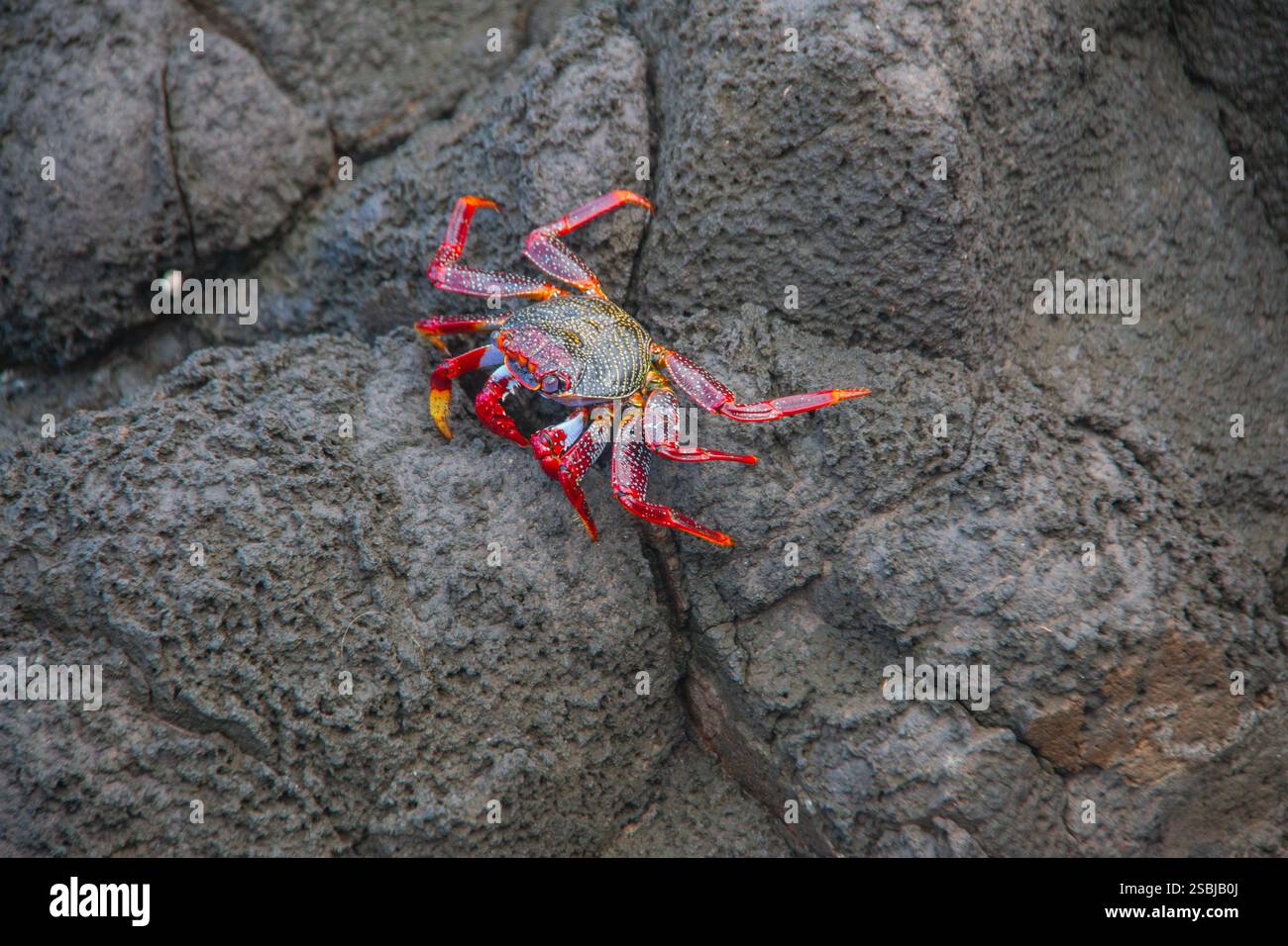Sally Lightfoot crab - scientifically known as Percnon gibbesi - common ...