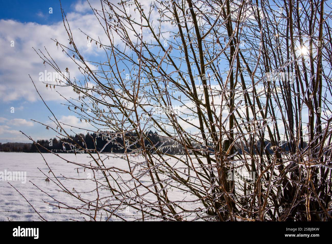Snow-covered and icy hiking trail after freezing rain. Hedge covered ...