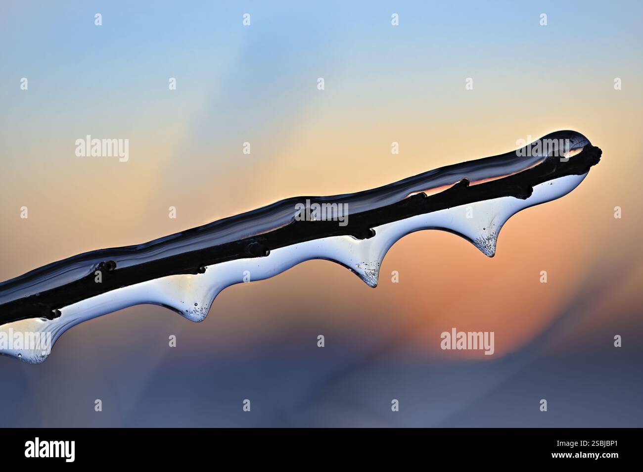 Thick layer of ice and icicles on branches after freezing rain, Icy ...