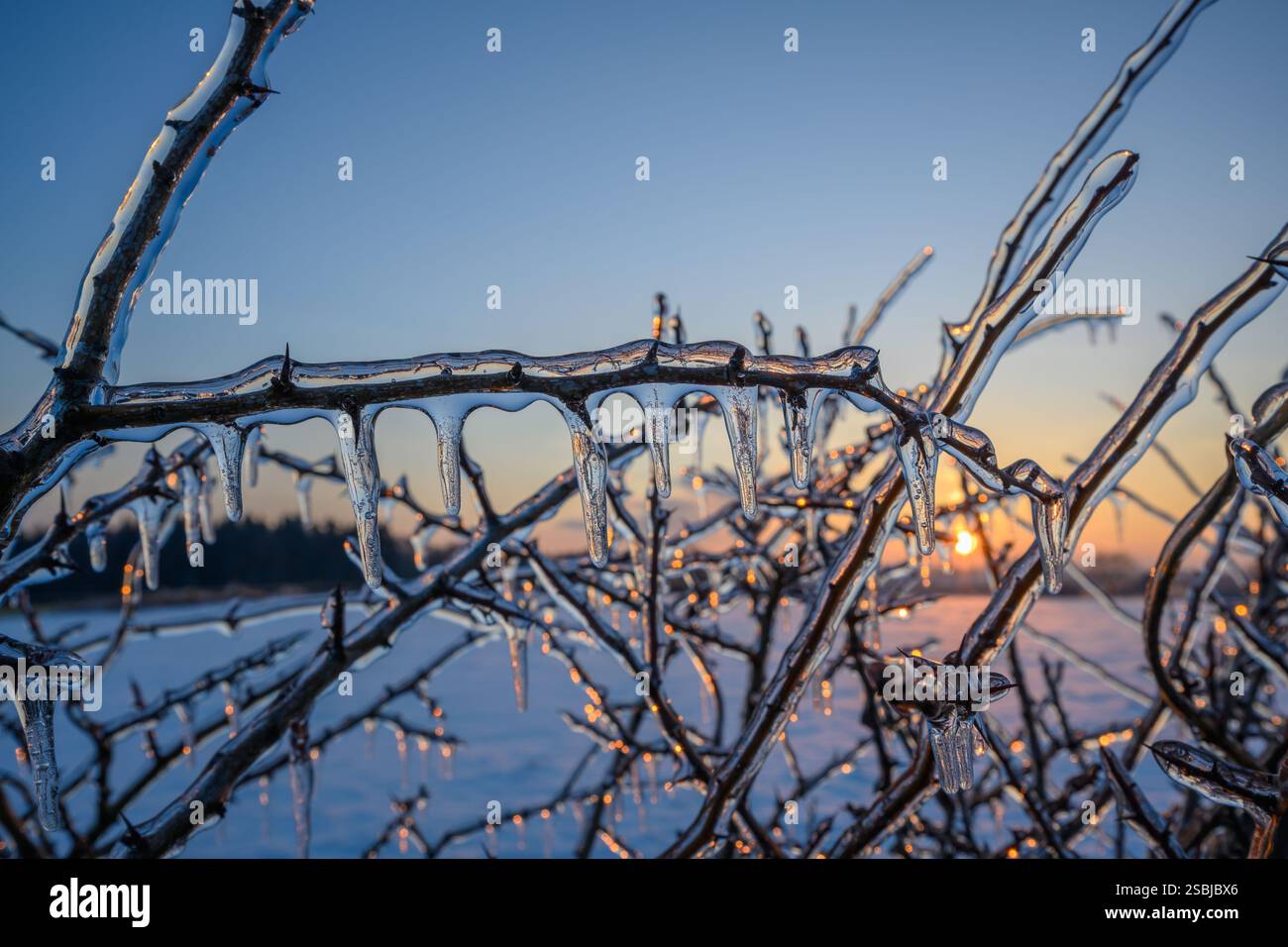 Ice armour and icicles on branches after freezing rain in front of a ...