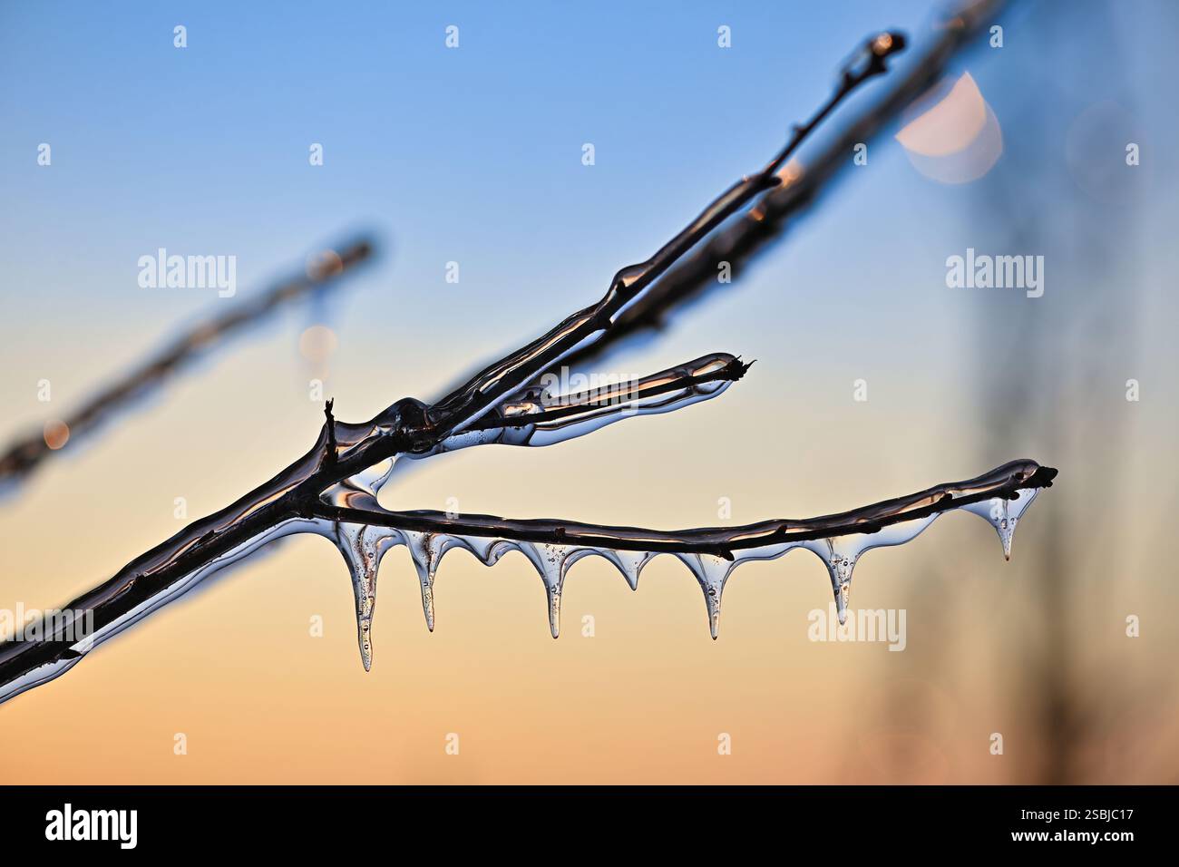 Ice armour and icicles on branches after freezing rain in front of a ...