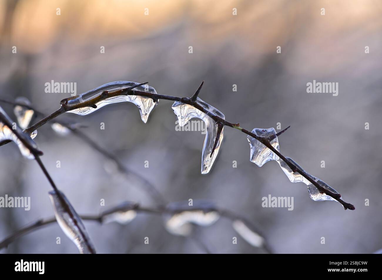 Icy armour and icicles on branches after freezing rain, Thick layer of ice and icicles on ...