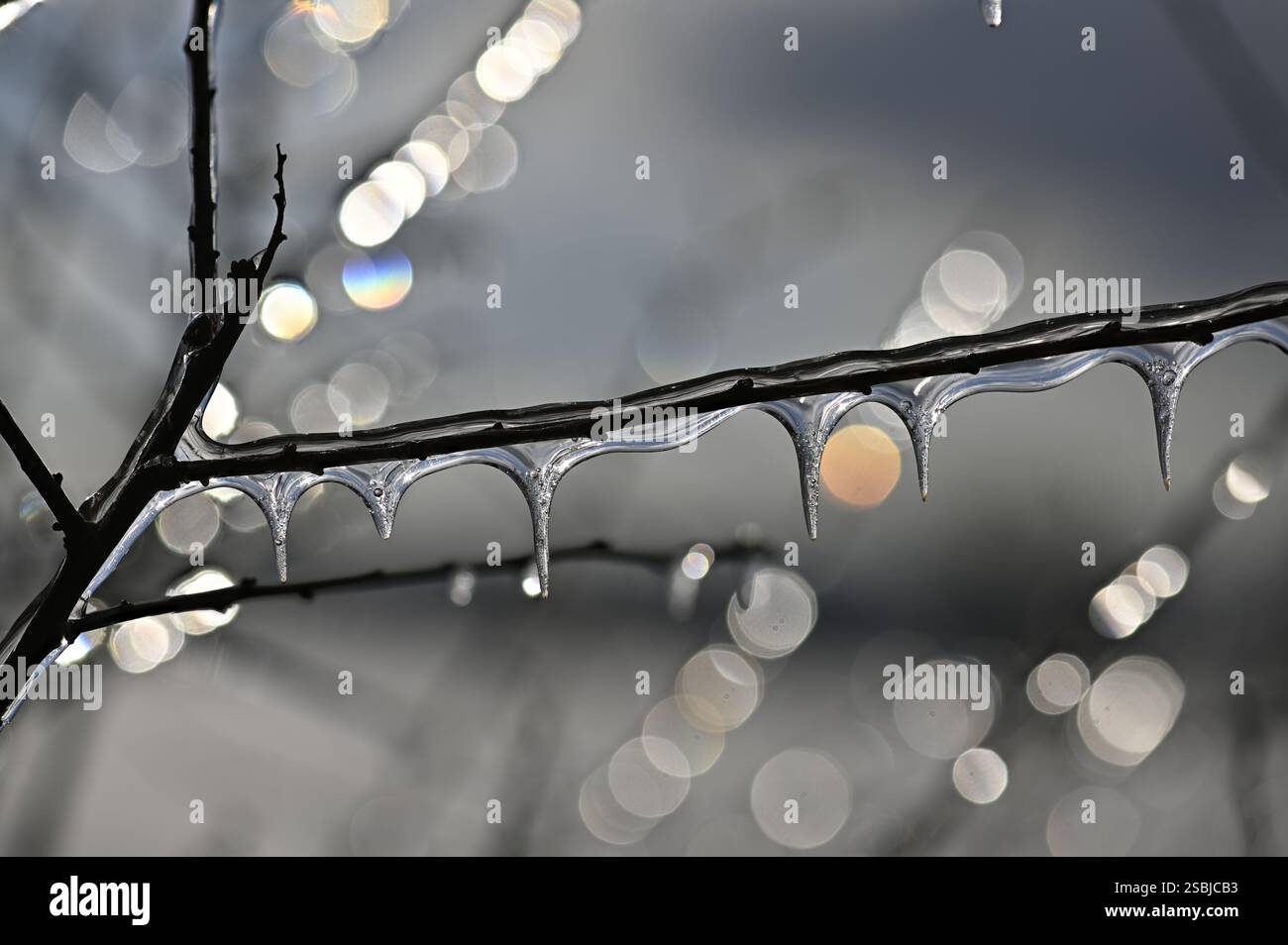 Icy armour and icicles on branches after freezing rain, Thick layer of ...