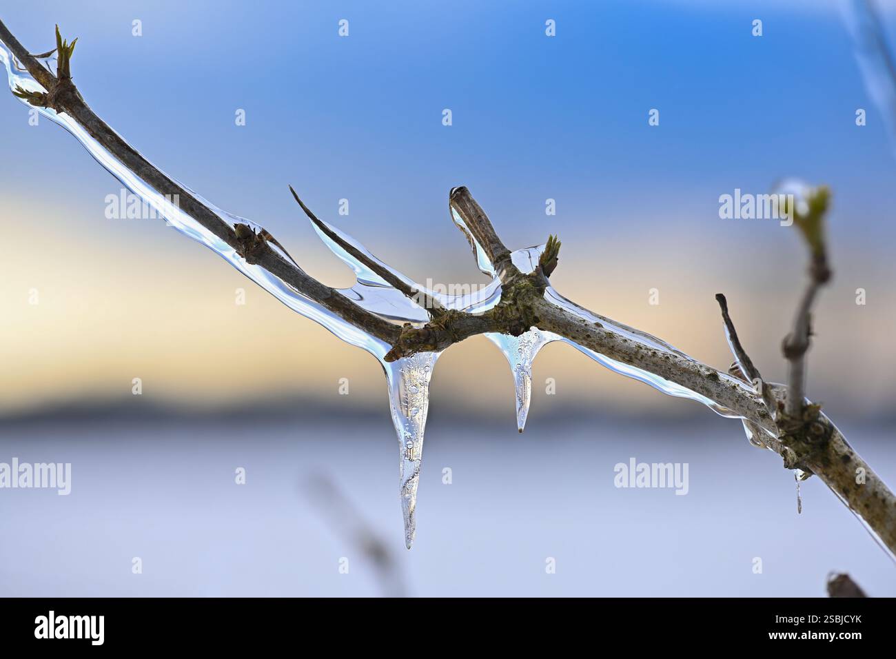 Thick layer of ice and icicles on branches after freezing rain, Icy ...