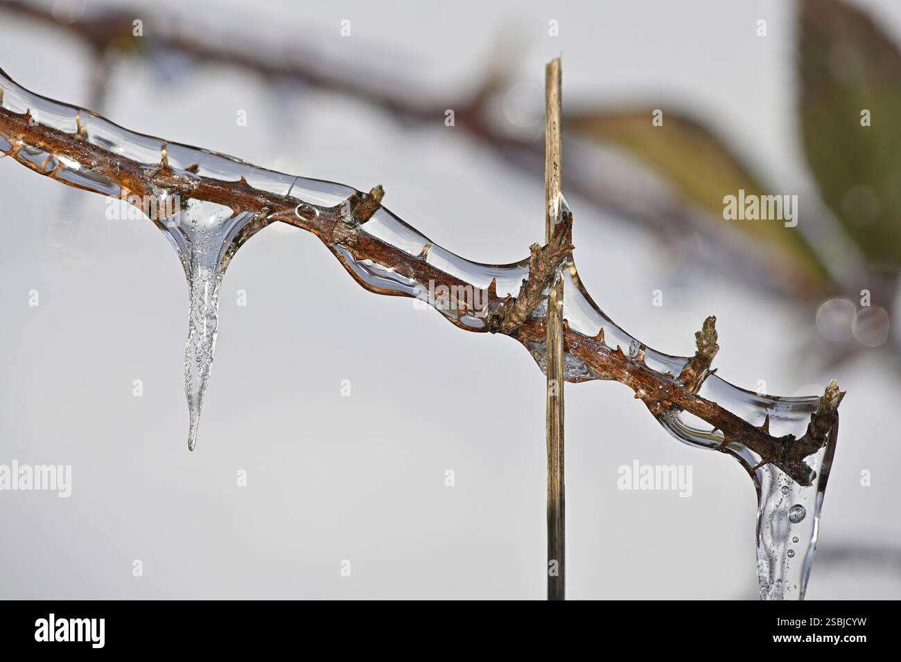 Thick layer of ice and icicles on branches after freezing rain, Icy ...