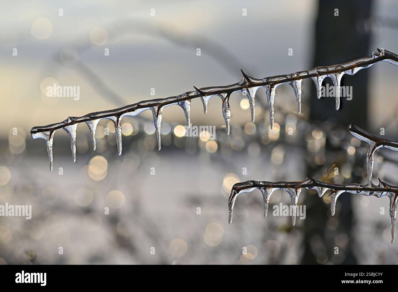 Icy armour and icicles on branches after freezing rain, Thick layer of ...