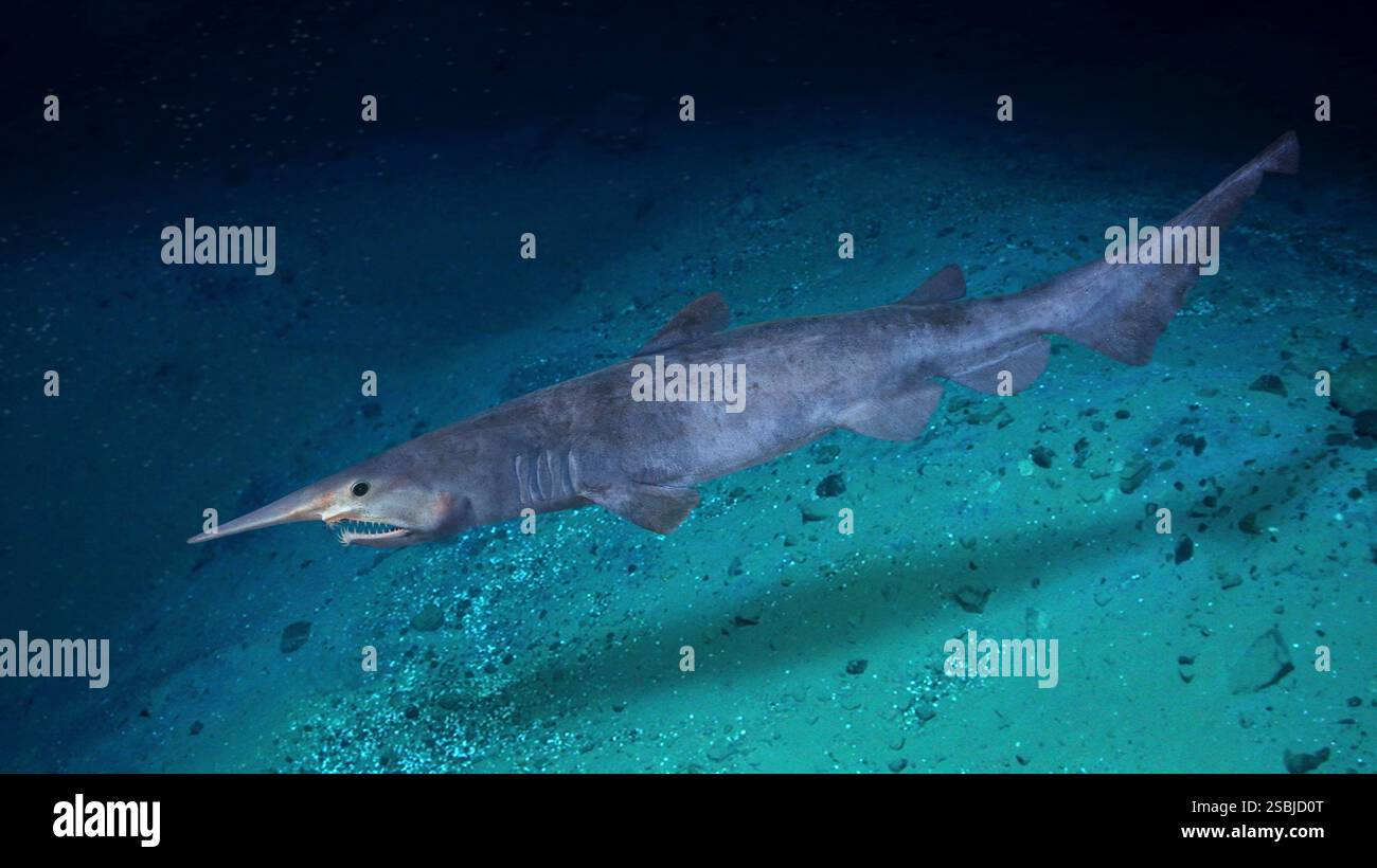 Goblin shark underwater. The goblin shark (Mitsukurina owstoni) is a ...