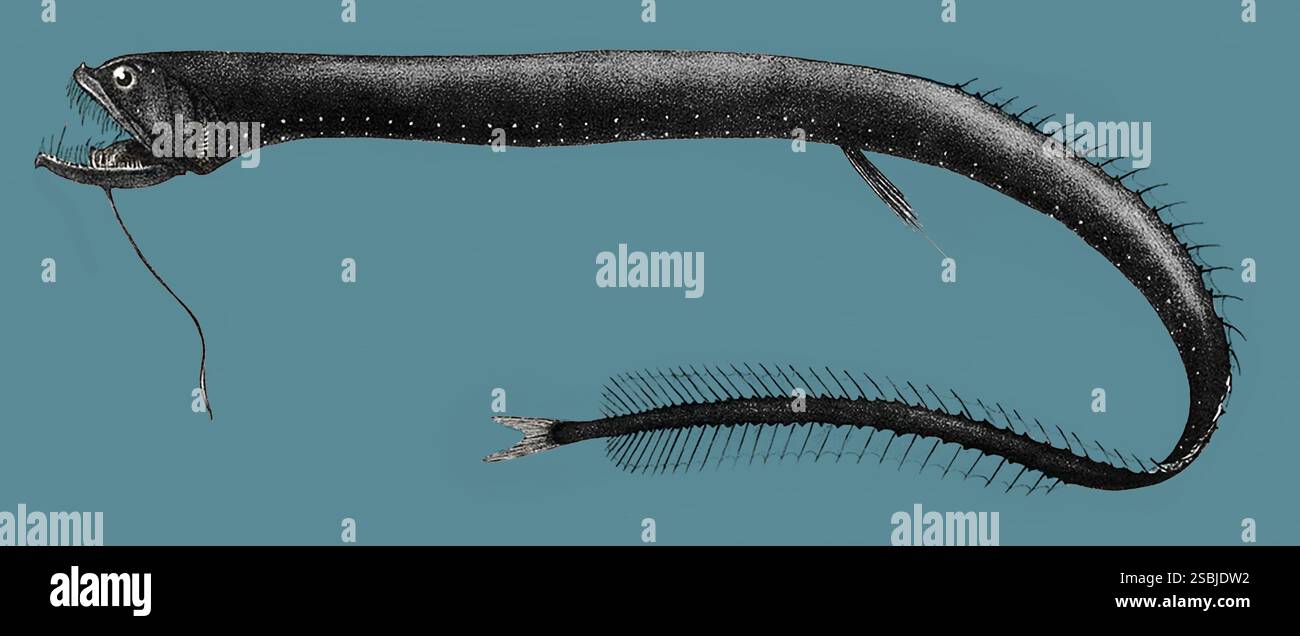 Black dragonfish, Idiacanthus atlanticus, illustration. The black dragonfish, is a barbeled ...