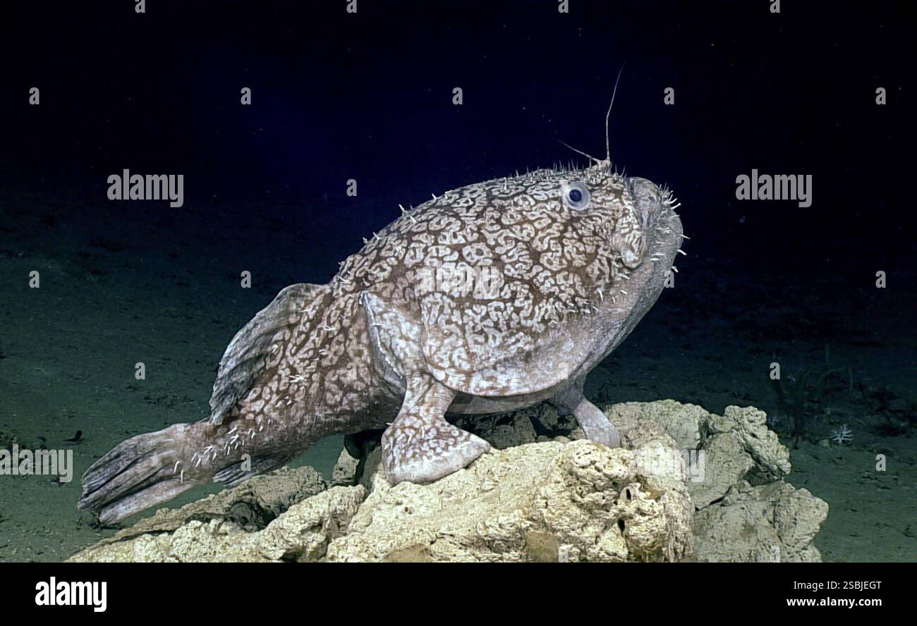 Sladenia shaefersi hi-res stock photography and images - Alamy