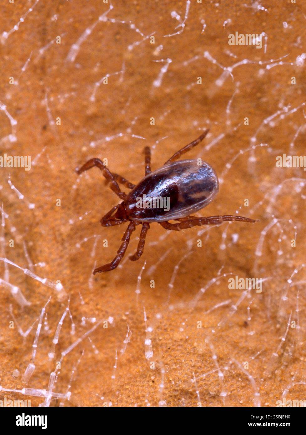 A nymph-stage deer tick or blacklegged tick (Ixodes scapularis) on a ...