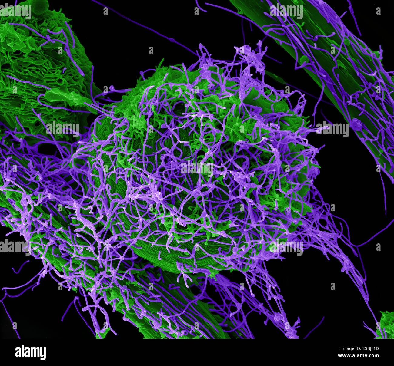 Memorhagic hi-res stock photography and images - Alamy