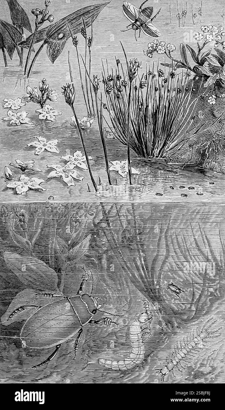 Great Diving Beetles. A large male Dytiscus marginalis is shown ...