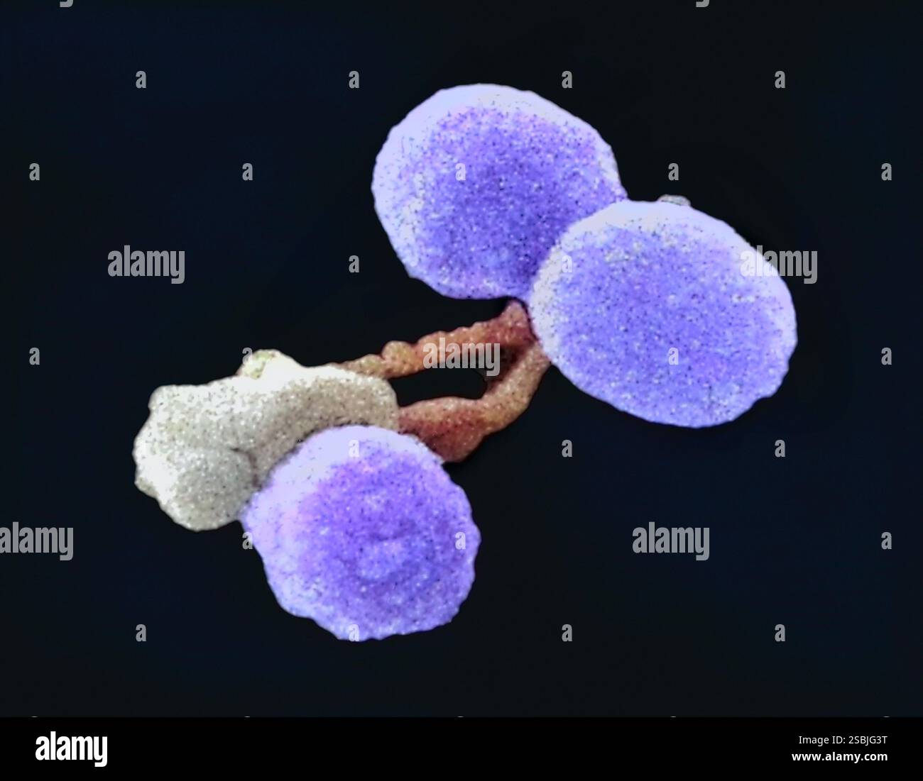 Scanning electron microscope image of Strepotococcus pneumoniae ...