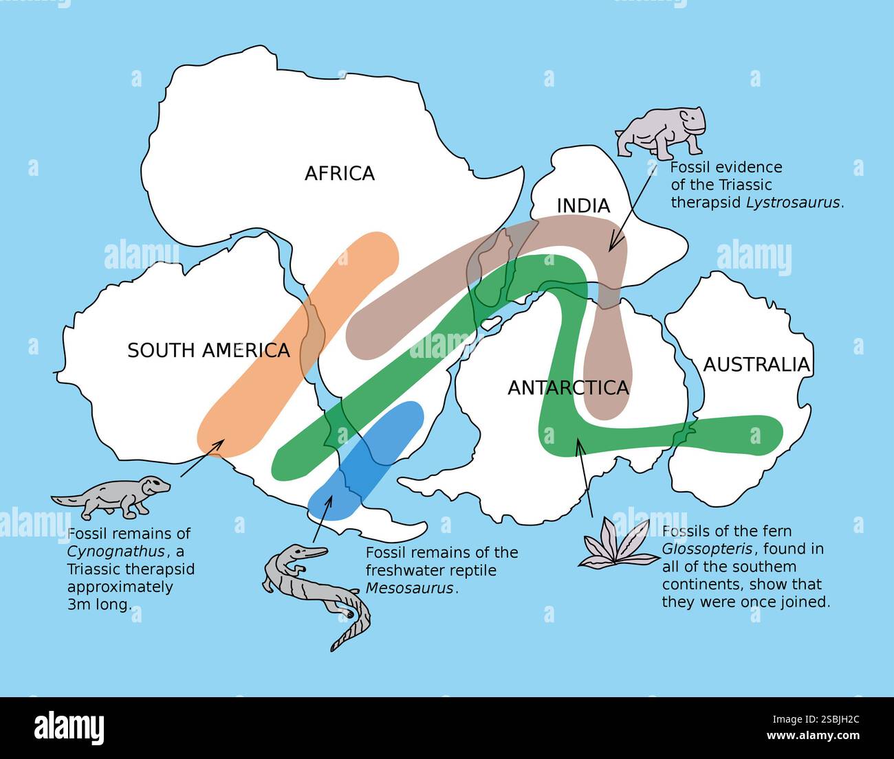 Continental drift fossil evidence. As noted by Snider-Pellegrini and ...