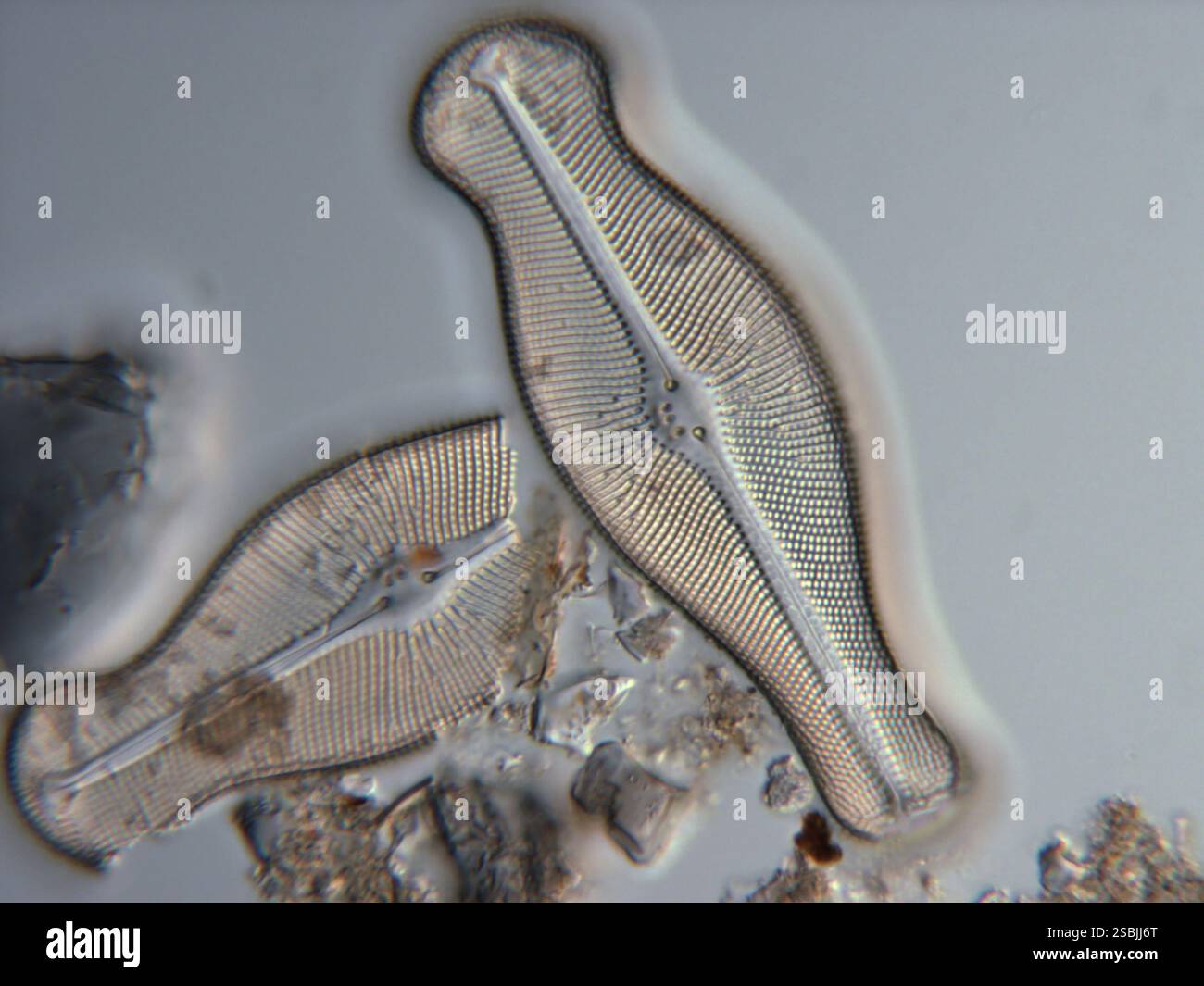 Light micrograph of the silica cell wall of the invasive diatom ...