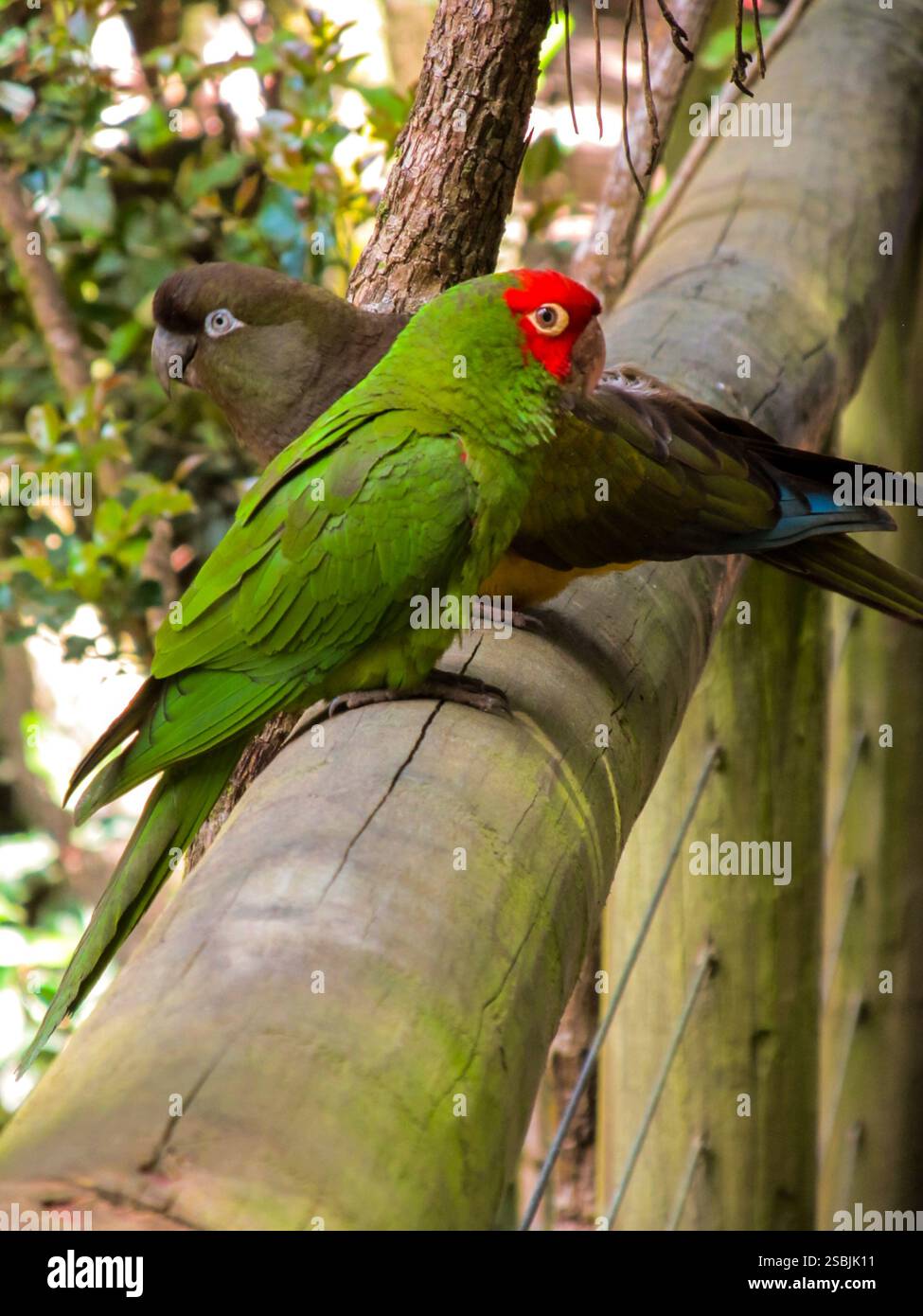 A burrowing parrot and a Red-masked parakeet at a bird sanctuary Stock ...
