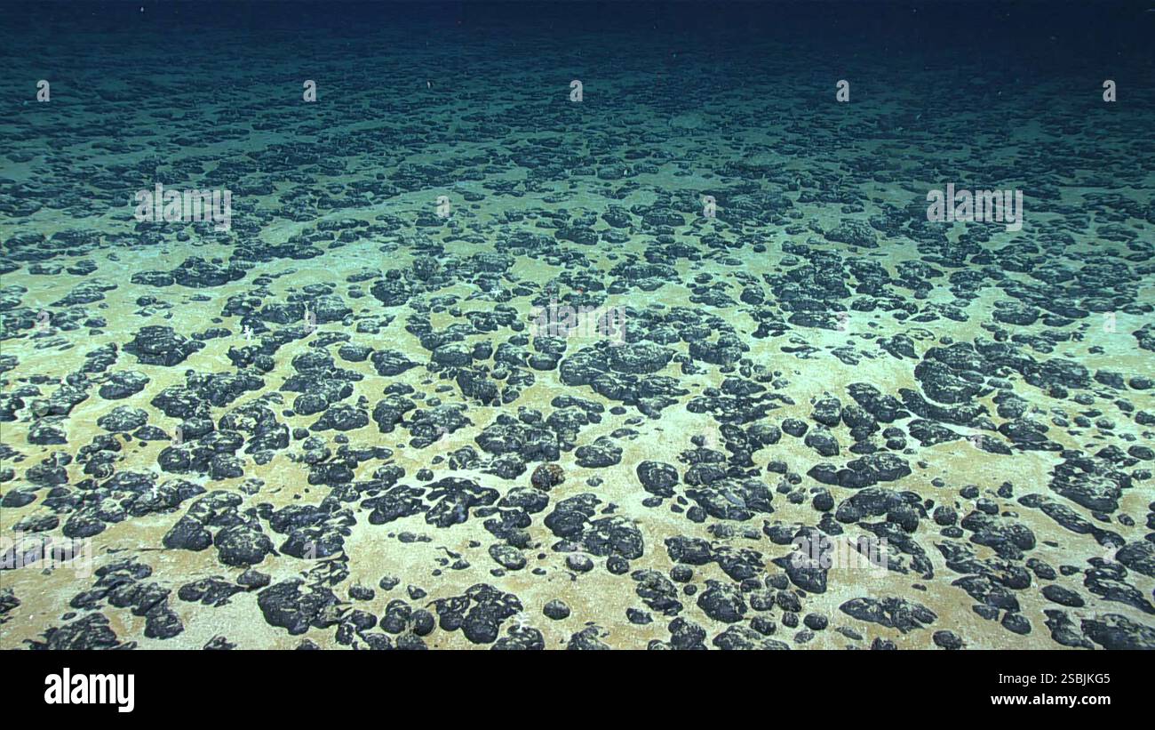 Seafloor covered with manganese nodules. 2019 Southeastern U.S. Deep ...