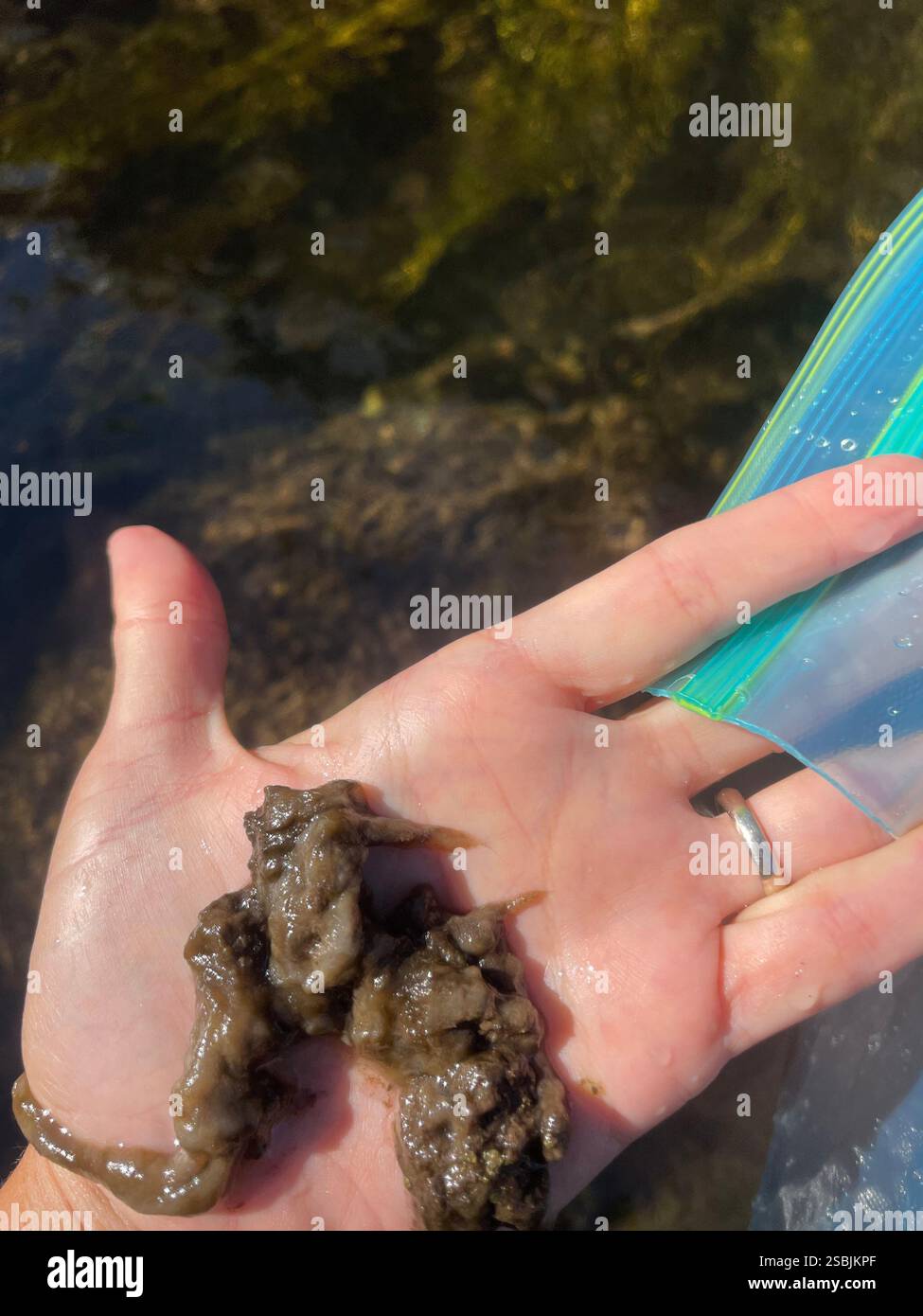 Didymo stalks form mats that are coarse and fibrous, resembling wet ...