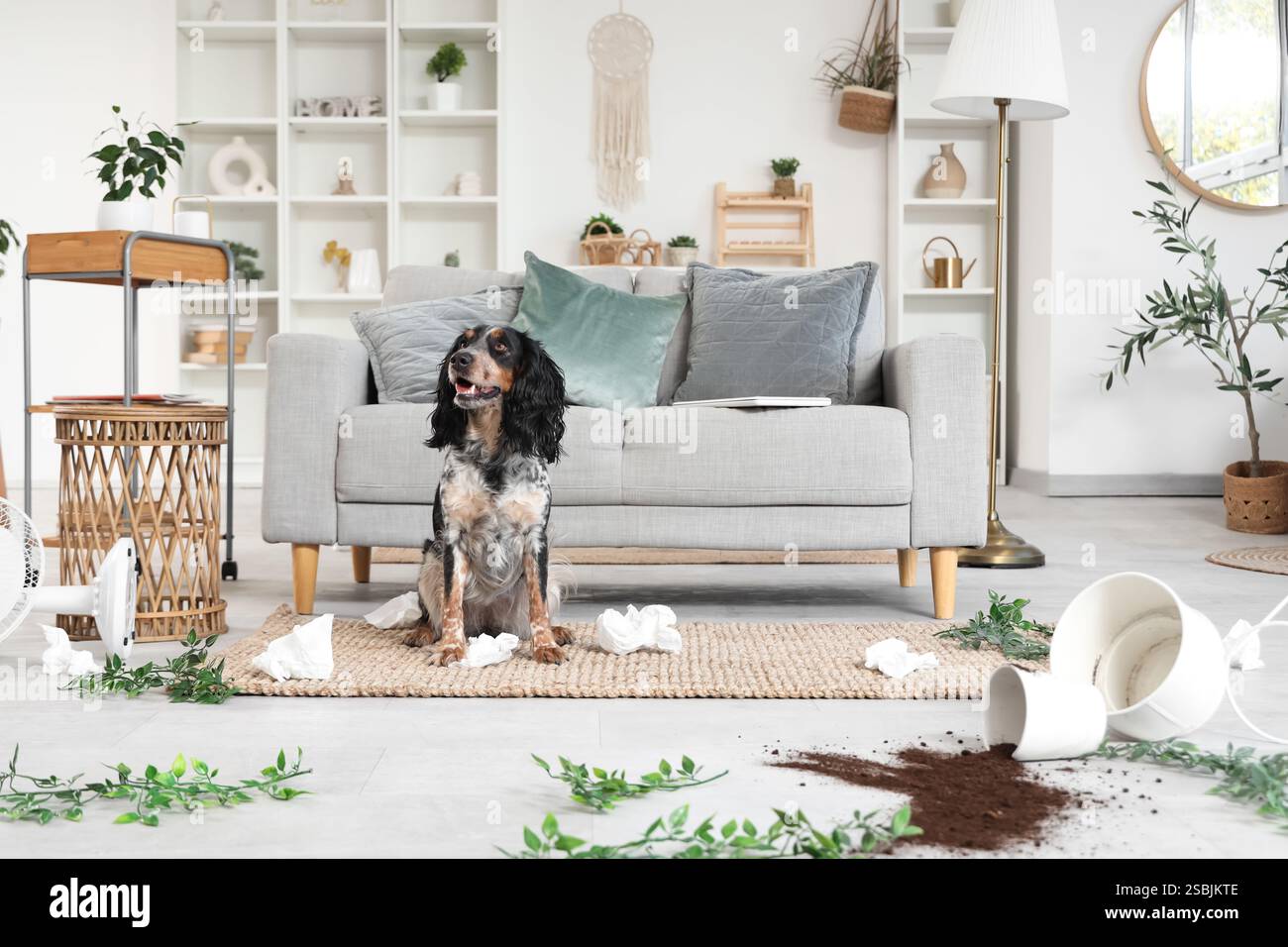 Naughty cocker spaniel sitting on rug in messy living room Stock Photo ...
