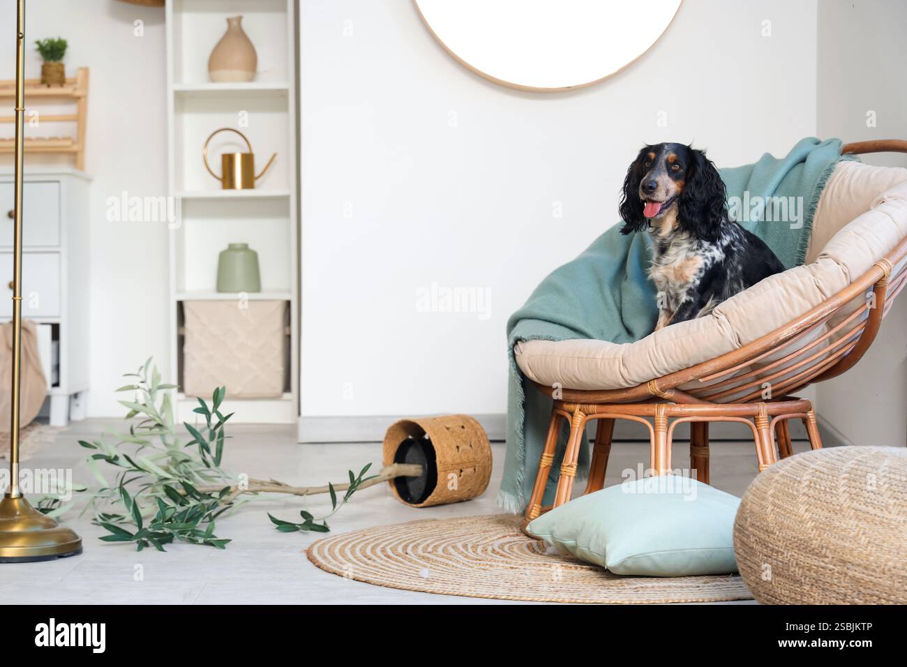Naughty cocker spaniel on armchair in messy living room Stock Photo - Alamy