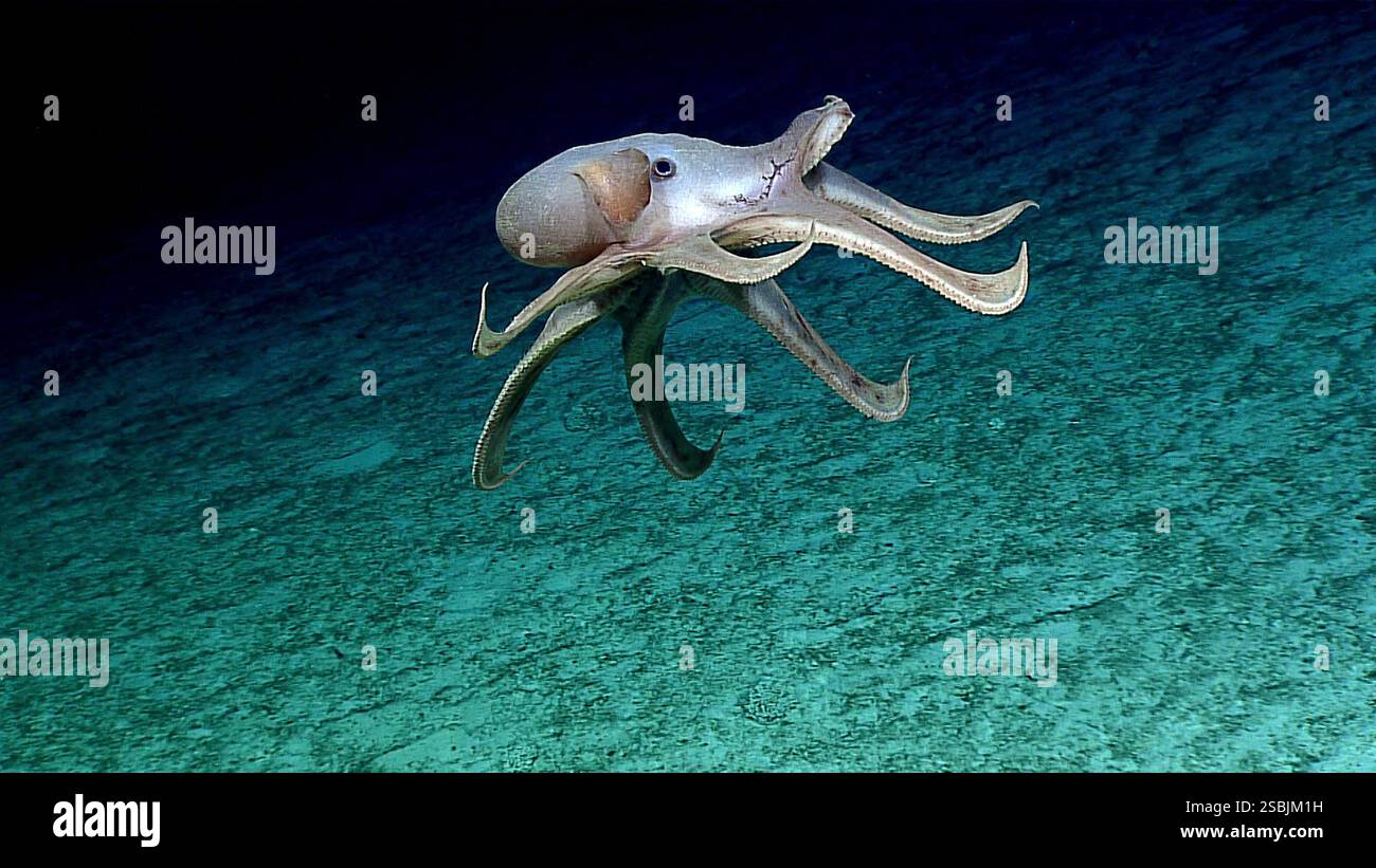 A rare Pacific deep-sea cirrate octopod (Grimpoteuthis sp.) uses its fins on either side of its ...