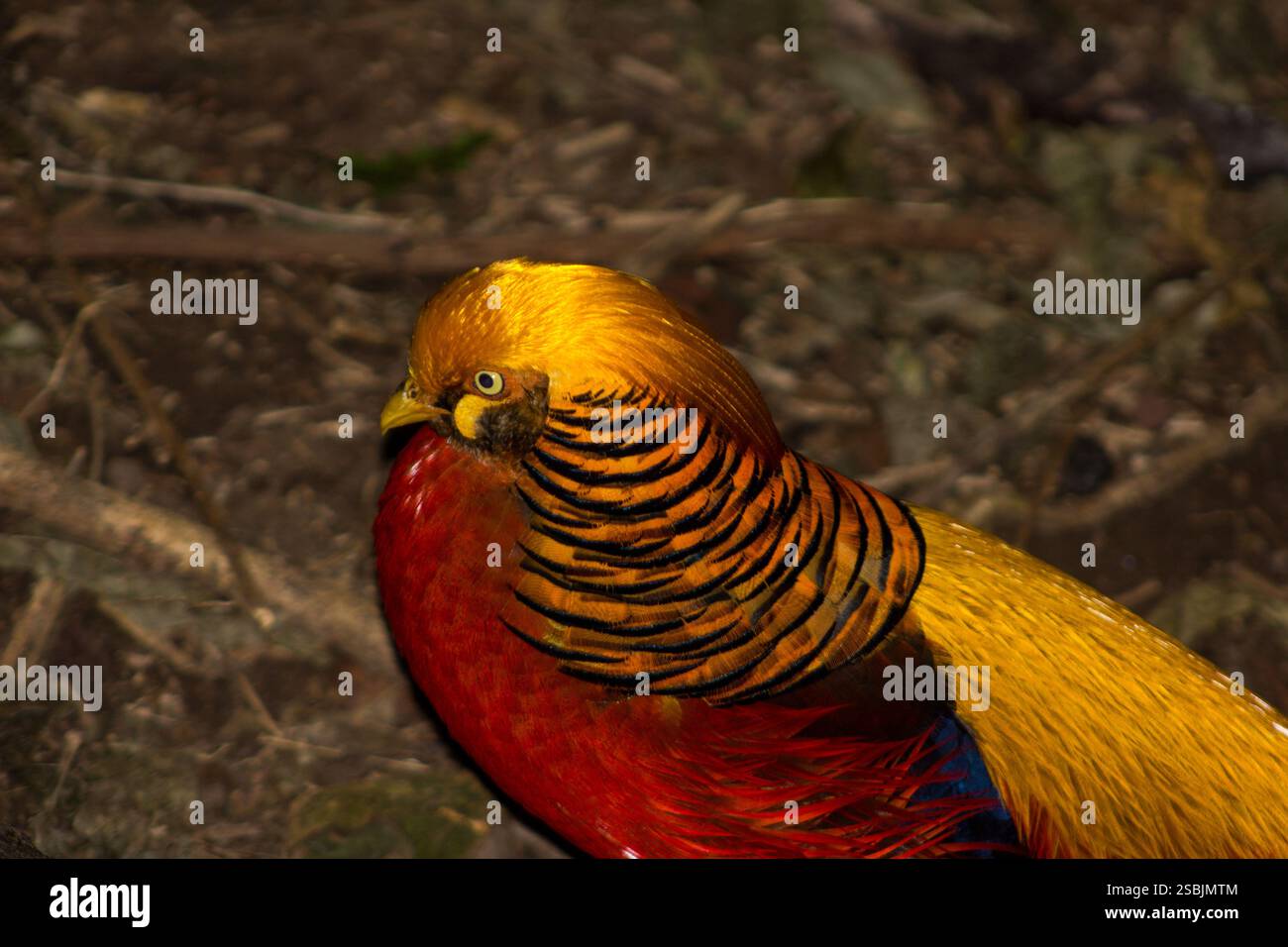 Profile view of the gold and red coloured head of a male Golden ...