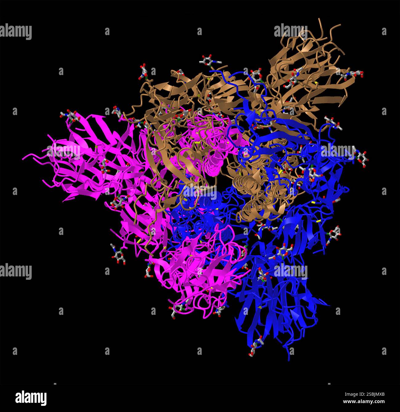 Prefusion SARS-CoV-2 spike glycoprotein with a single receptor-binding ...