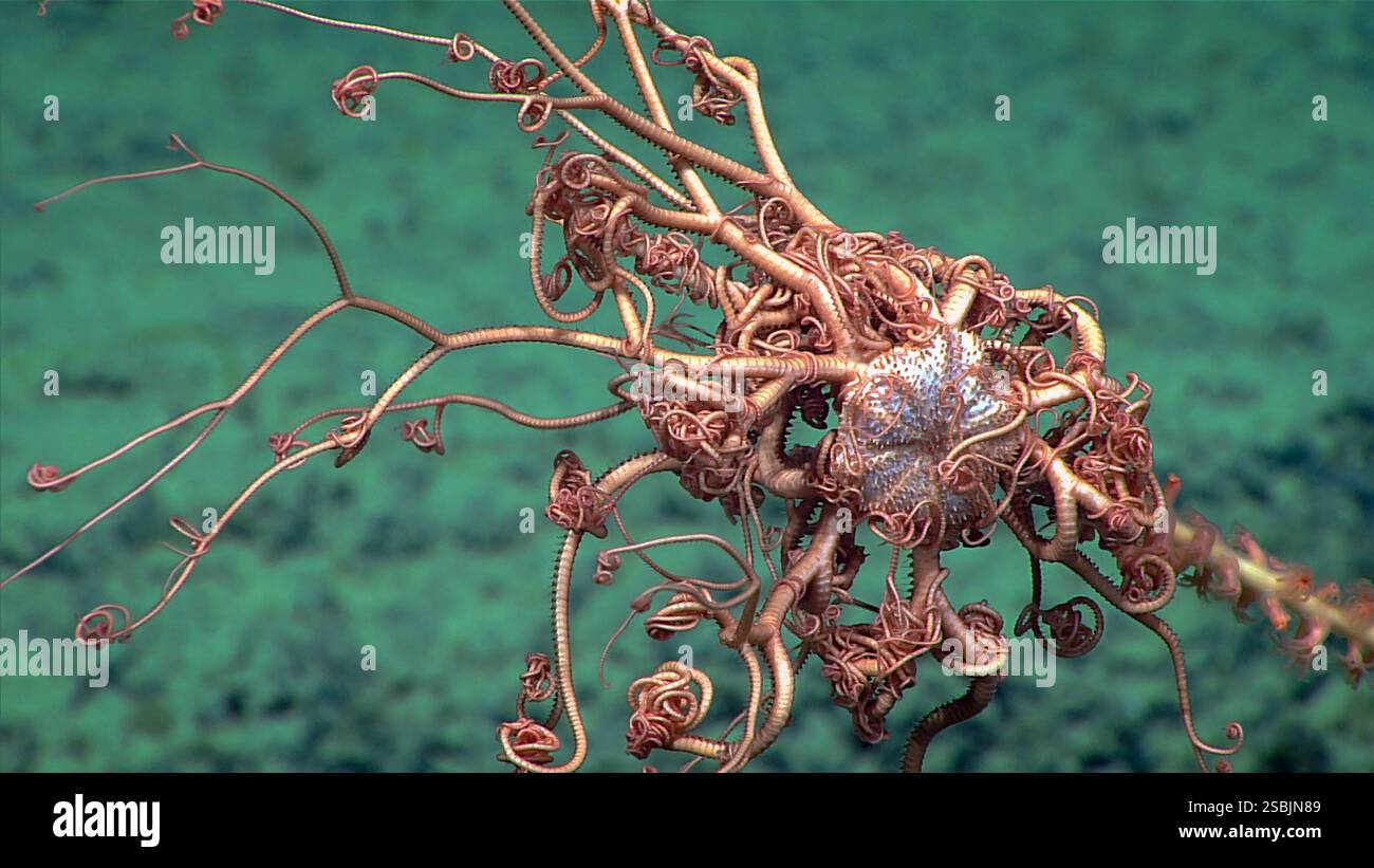 Basket star perched on a bamboo coral in the deep sea Stock Photo - Alamy