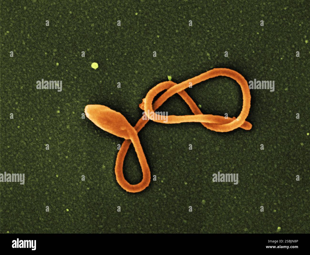 Colorized scanning electron micrograph of a single filamentous Ebola ...