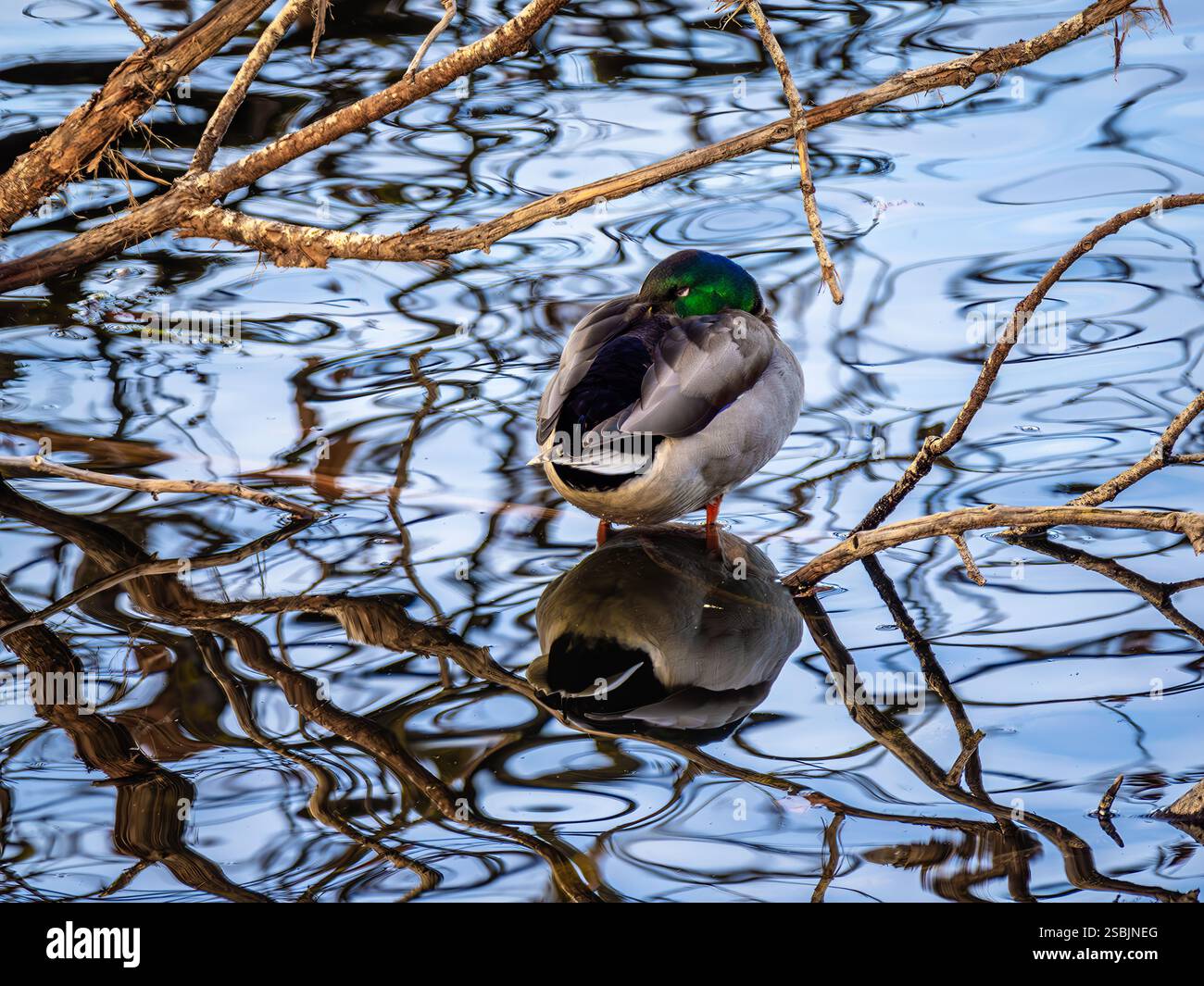 A mallard duck stands on a branch in a pond, surrounded by reflections ...