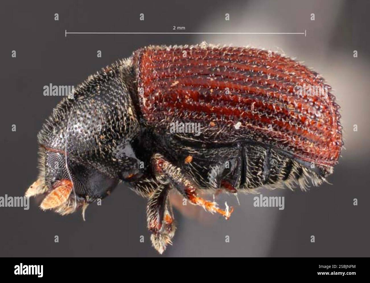 Bark beetle, Phloeosinus punctatus (male). Sequoias are vulnerable to ...