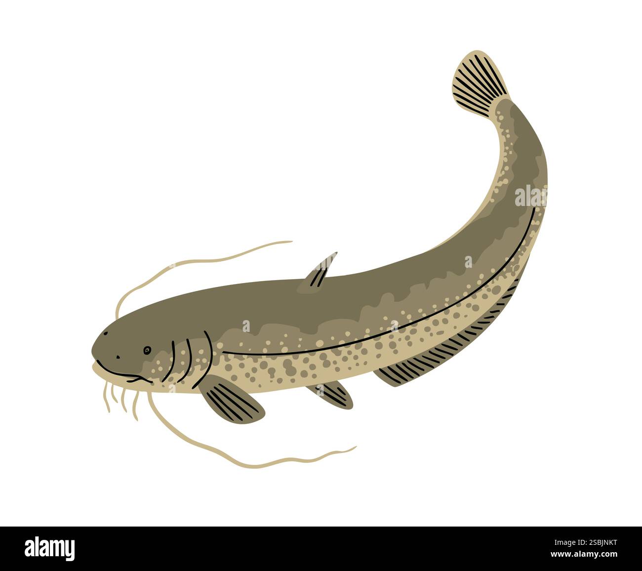 Catfish fish. Freshwater fish of the catfish family. Fauna, wildlife ...