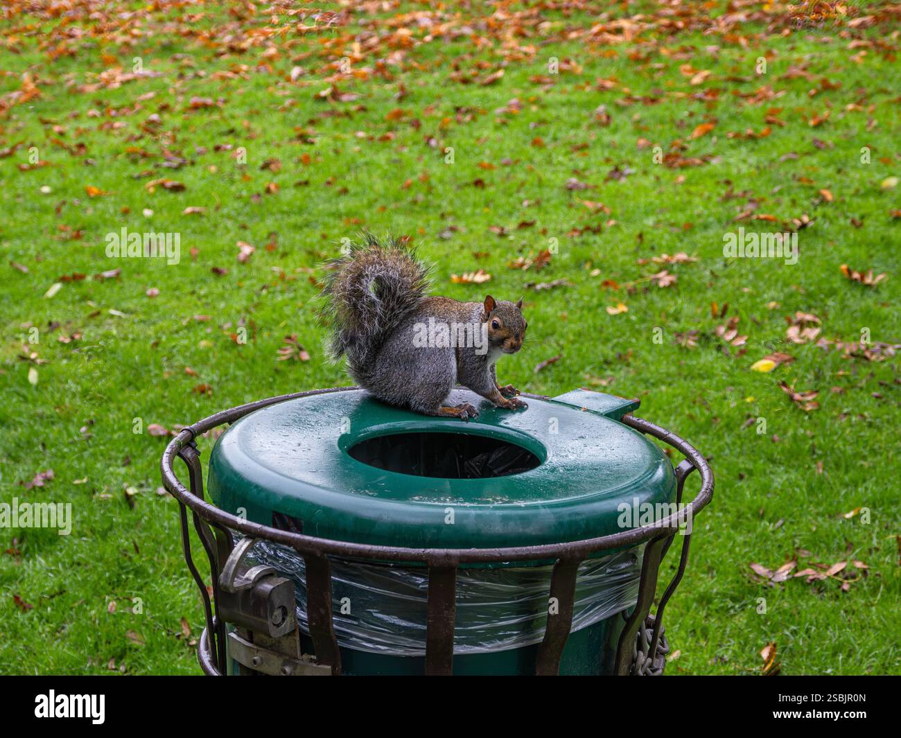 A squirrel sitting on a green trash can in Richmond park in London with ...