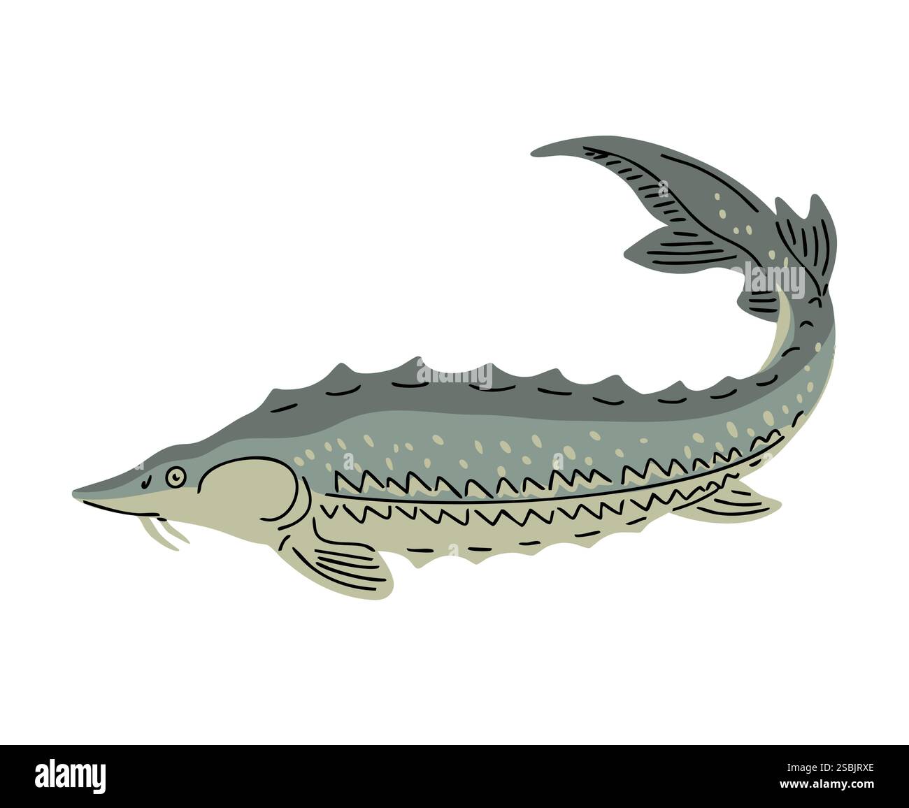 Sturgeon fish. Fishing, food and cooking. Fauna, wildlife and nature ...