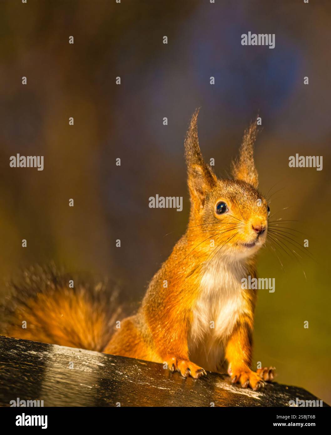 Norwegian ekorn hi-res stock photography and images - Alamy
