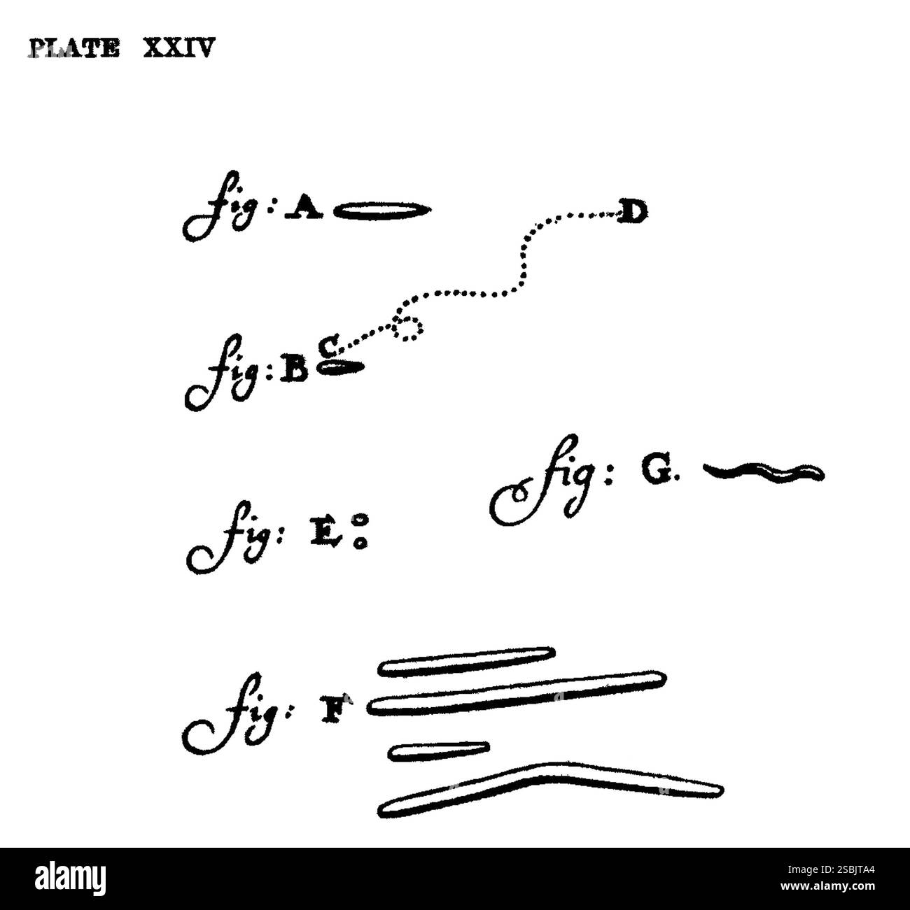 Leeuwenhoek's drawings hi-res stock photography and images - Alamy