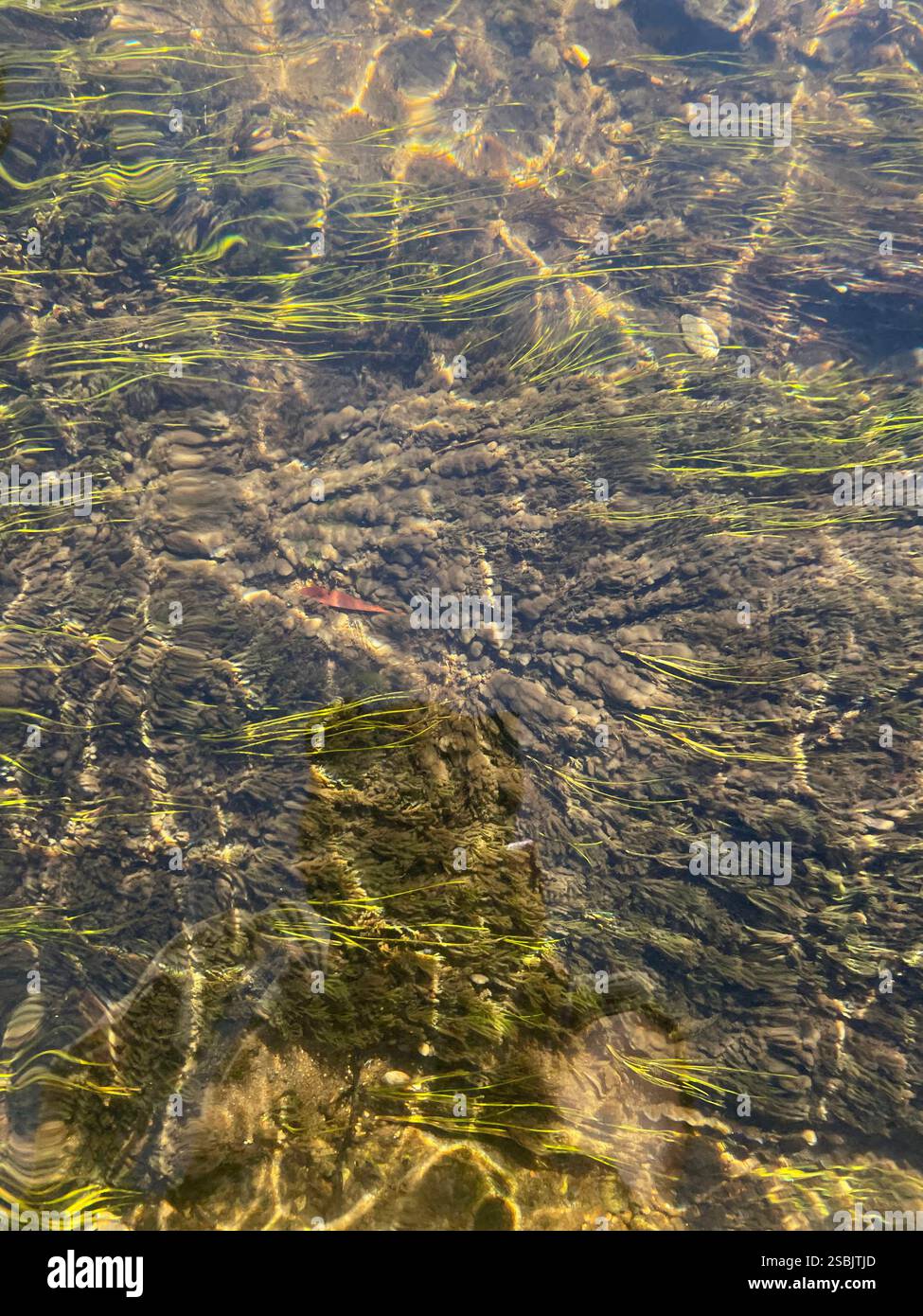 Didymo growth on submerged vegetation and gravel in Boardman River in ...