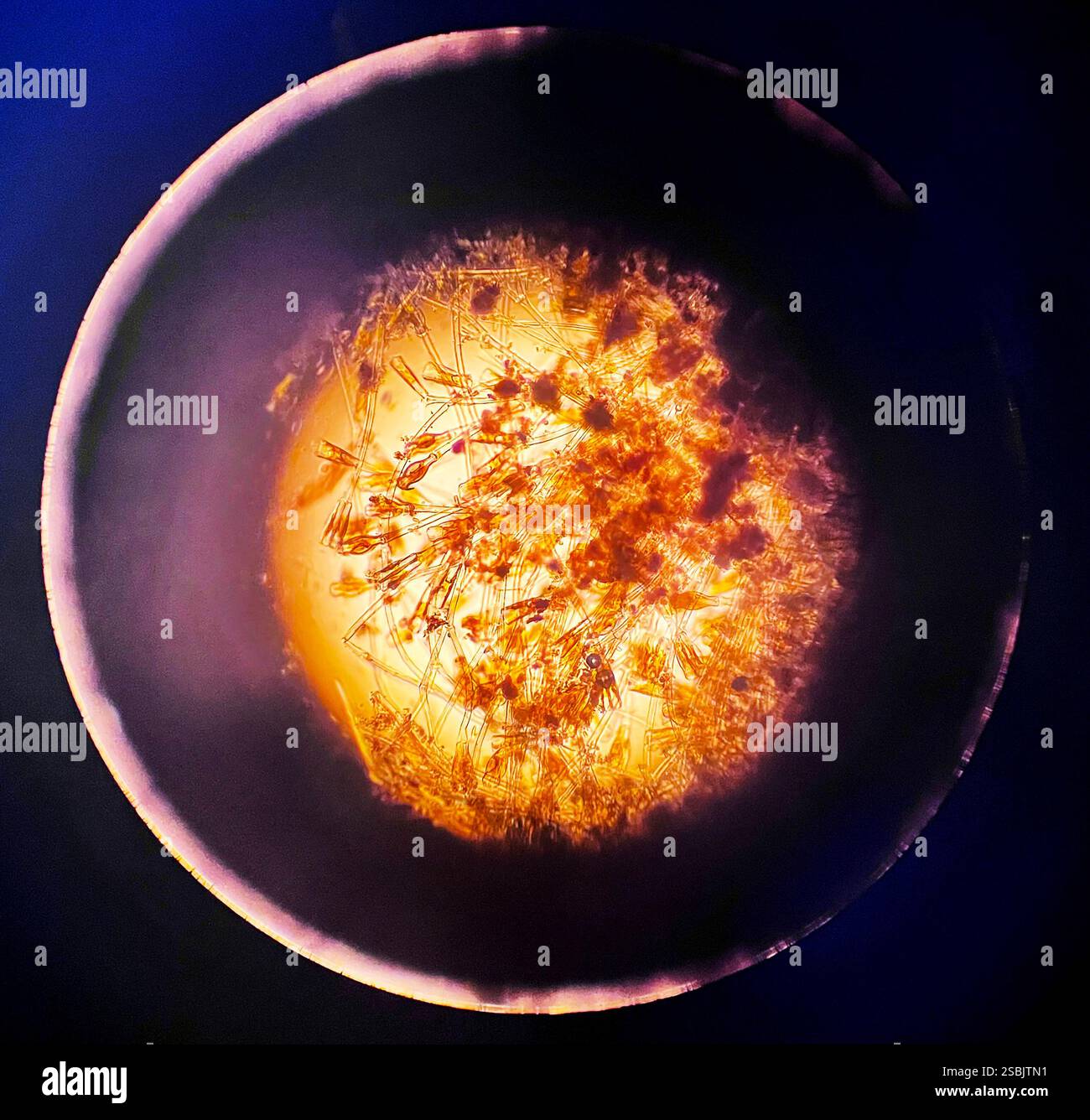 Bottle-shaped didymo cells bloom by extending long, stalk-like ...