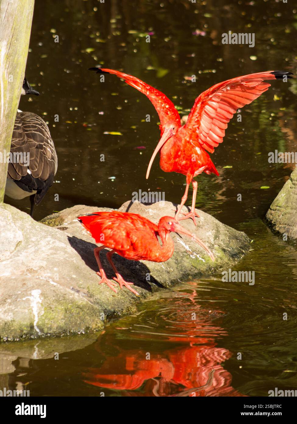 Two spectacular, mature scarlet ibises, one with its wings spread Stock ...