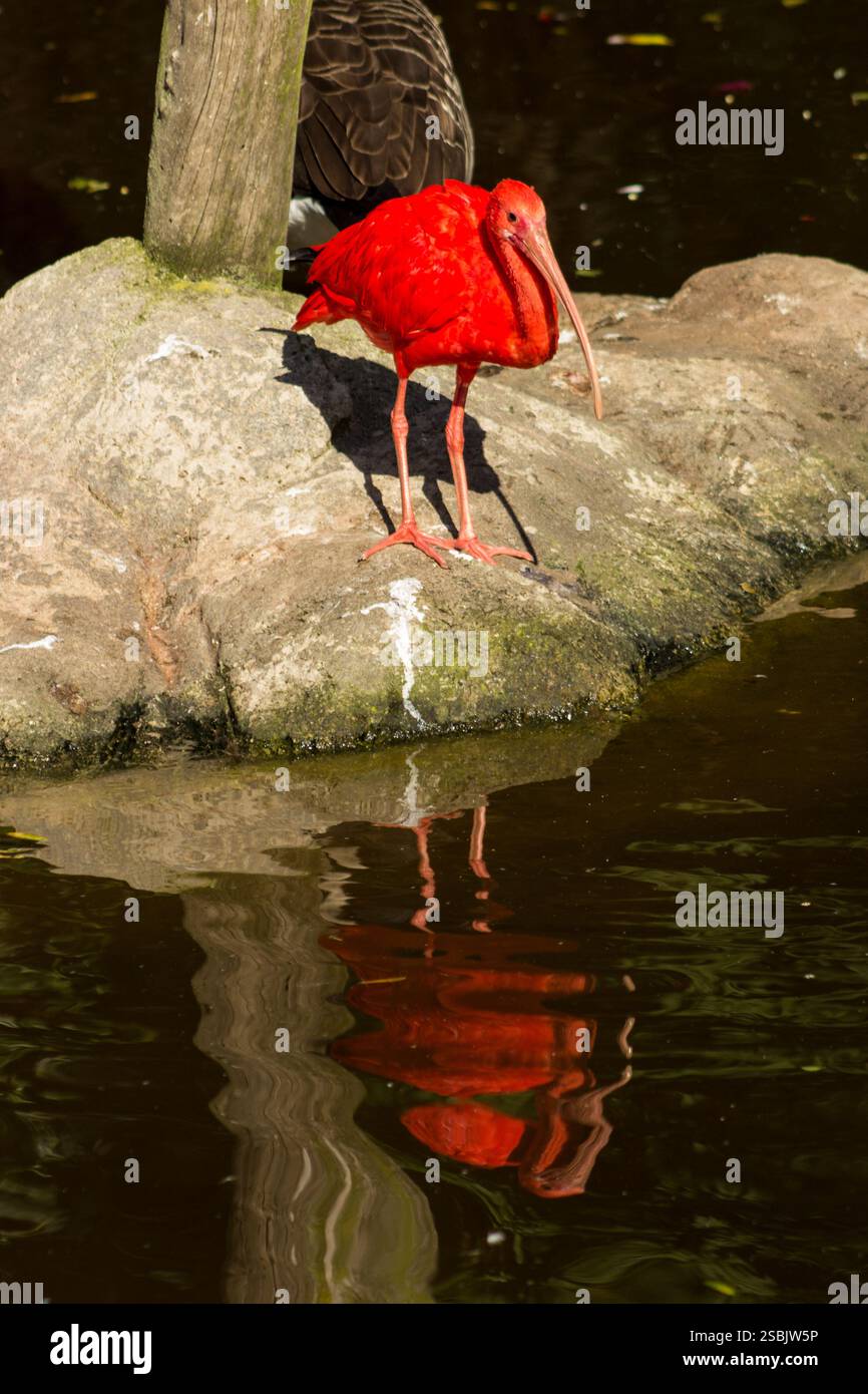 A scarlet Ibis, Eudocimus ruber, with its reflection in a small man ...
