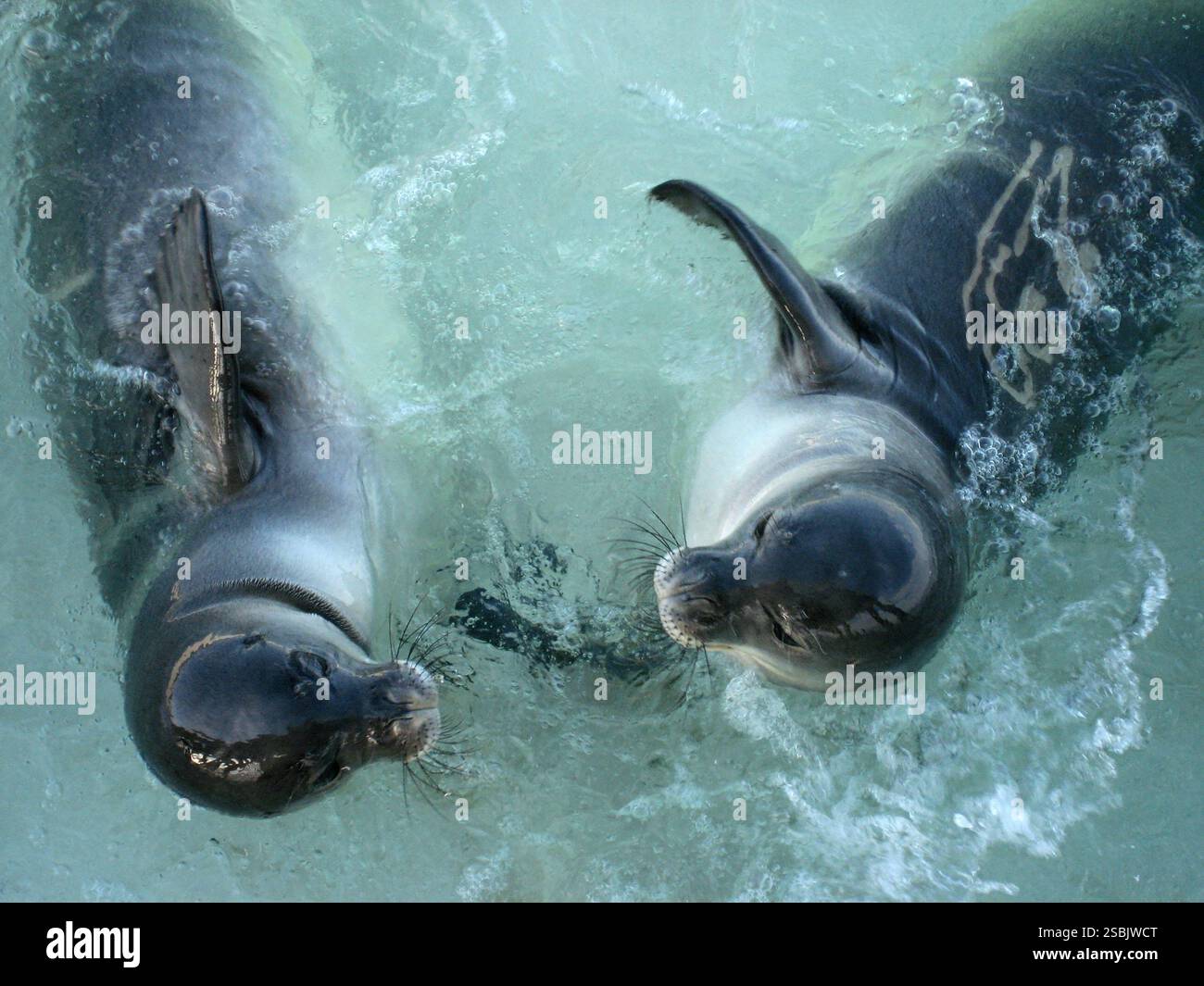 Endangered Hawaiian Monk Seals (Monachus schauinslandi ...