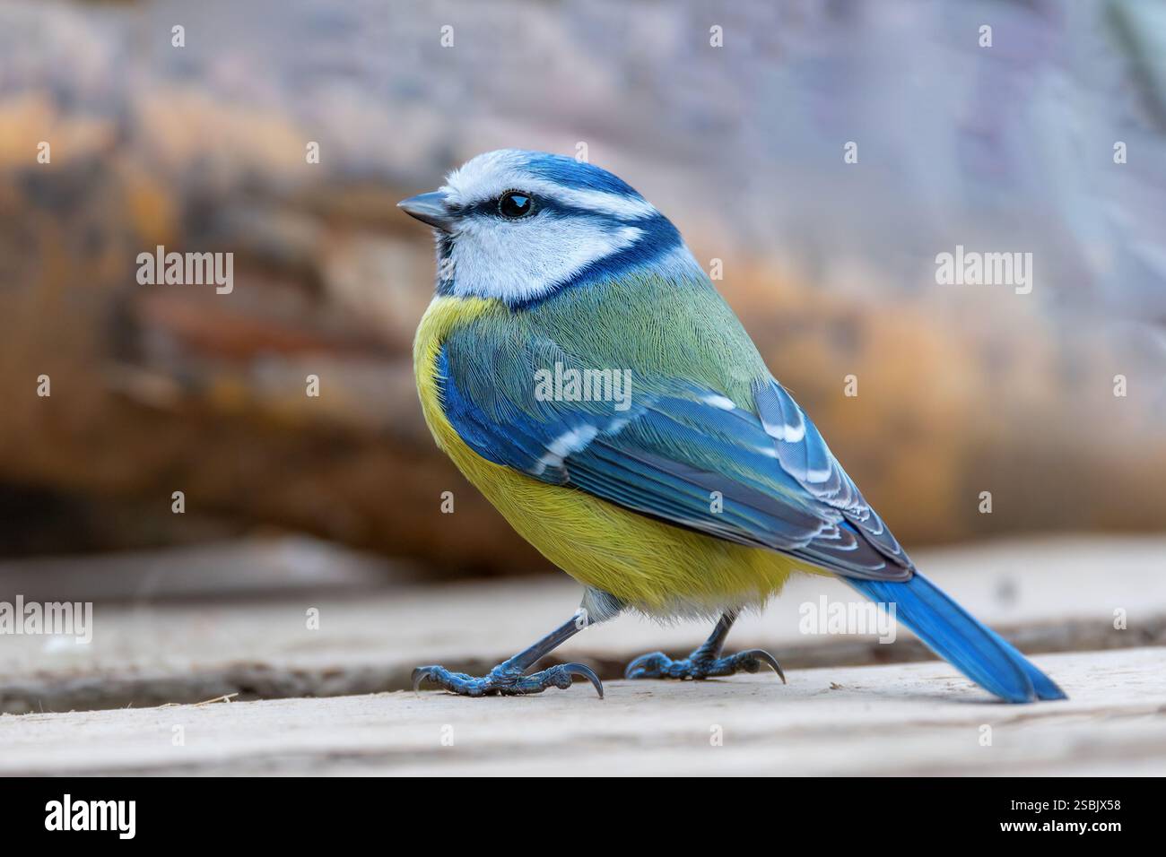 Cyanistes caeruleus bird feeder hi-res stock photography and images - Alamy